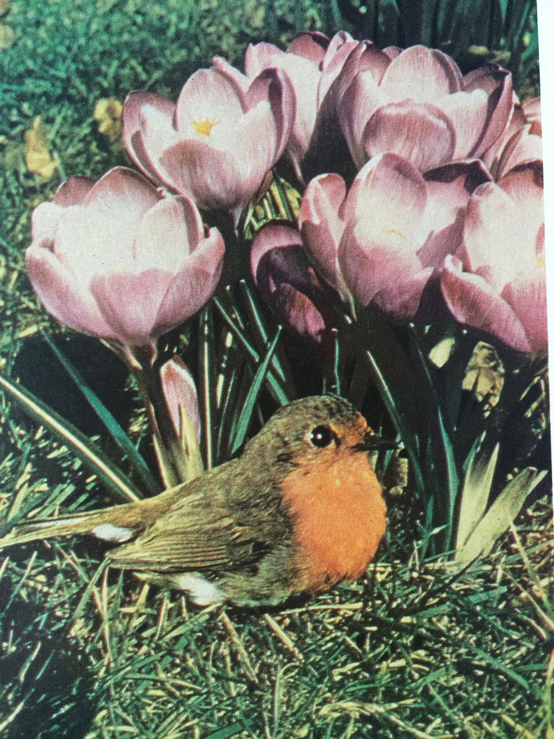 1940s Robin Original Vintage Print - Mounted and Matted - Vintage Bird ...