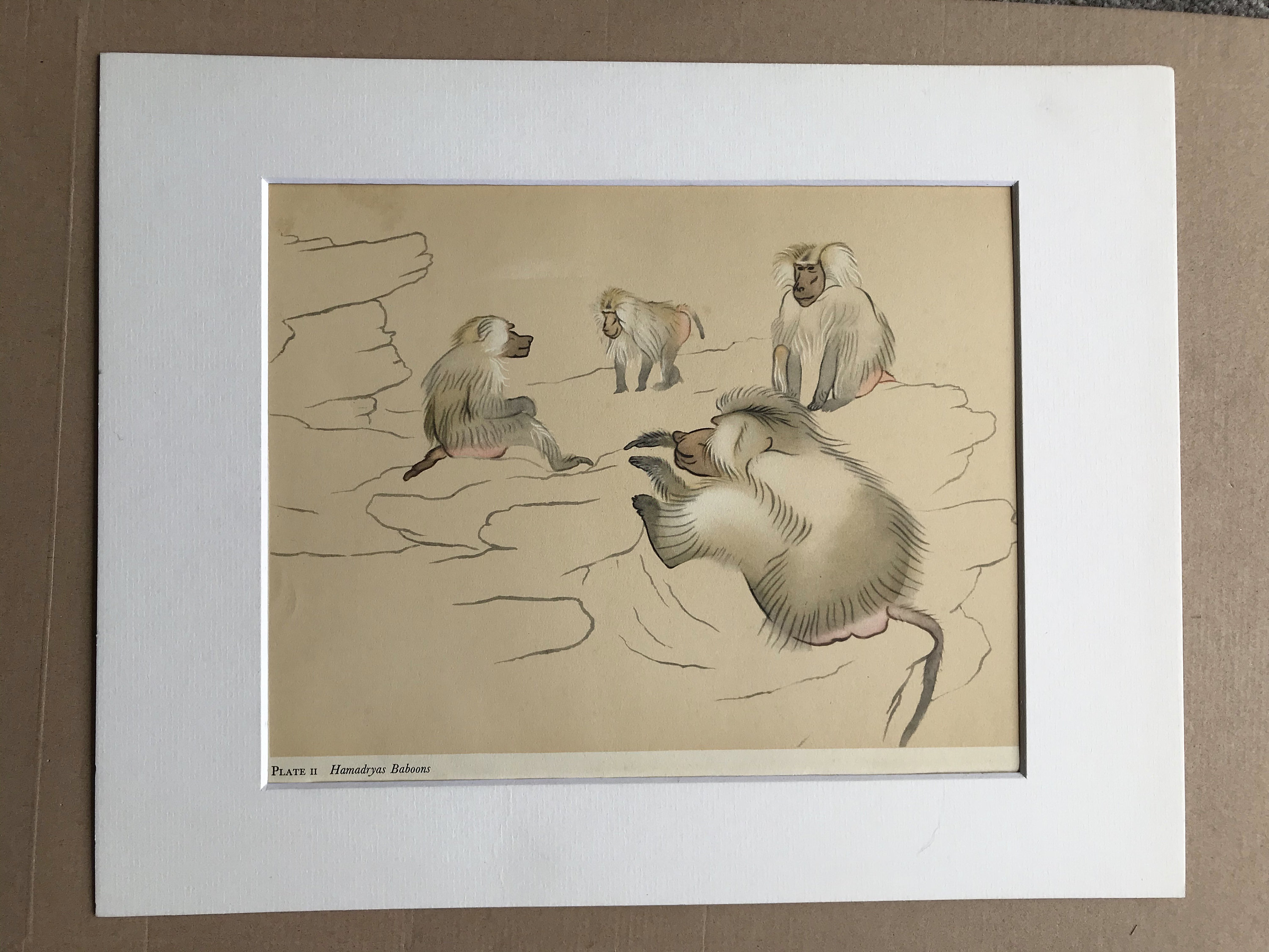 1937 Hamadryas Baboons Original Vintage Print - Mounted and Matted ...