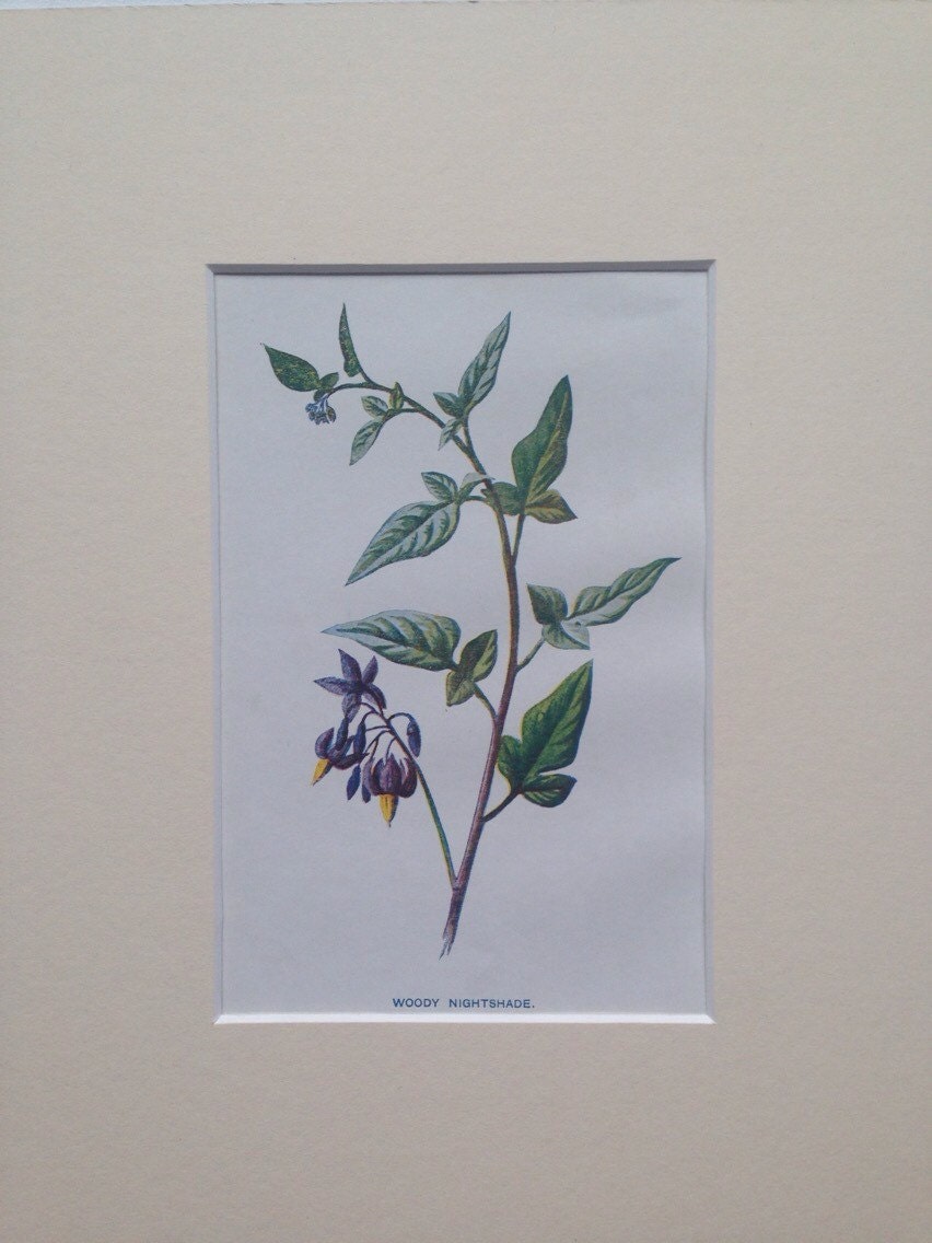 1878 WOODY NIGHTSHADE Original Antique Botanical Lithograph - Botany ...