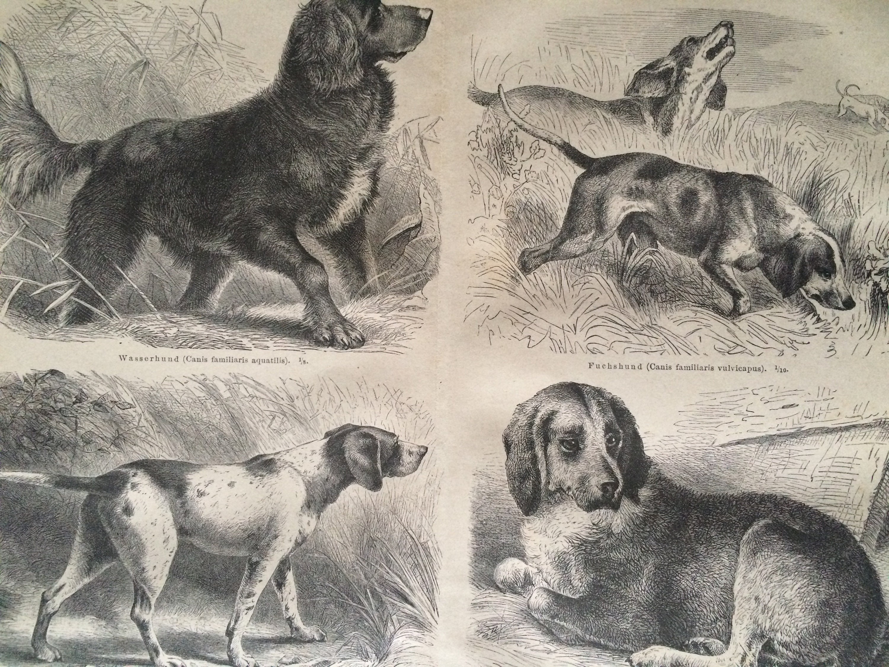 1876 Hunting Dogs Large Original Antique print - Available Mounted and ...