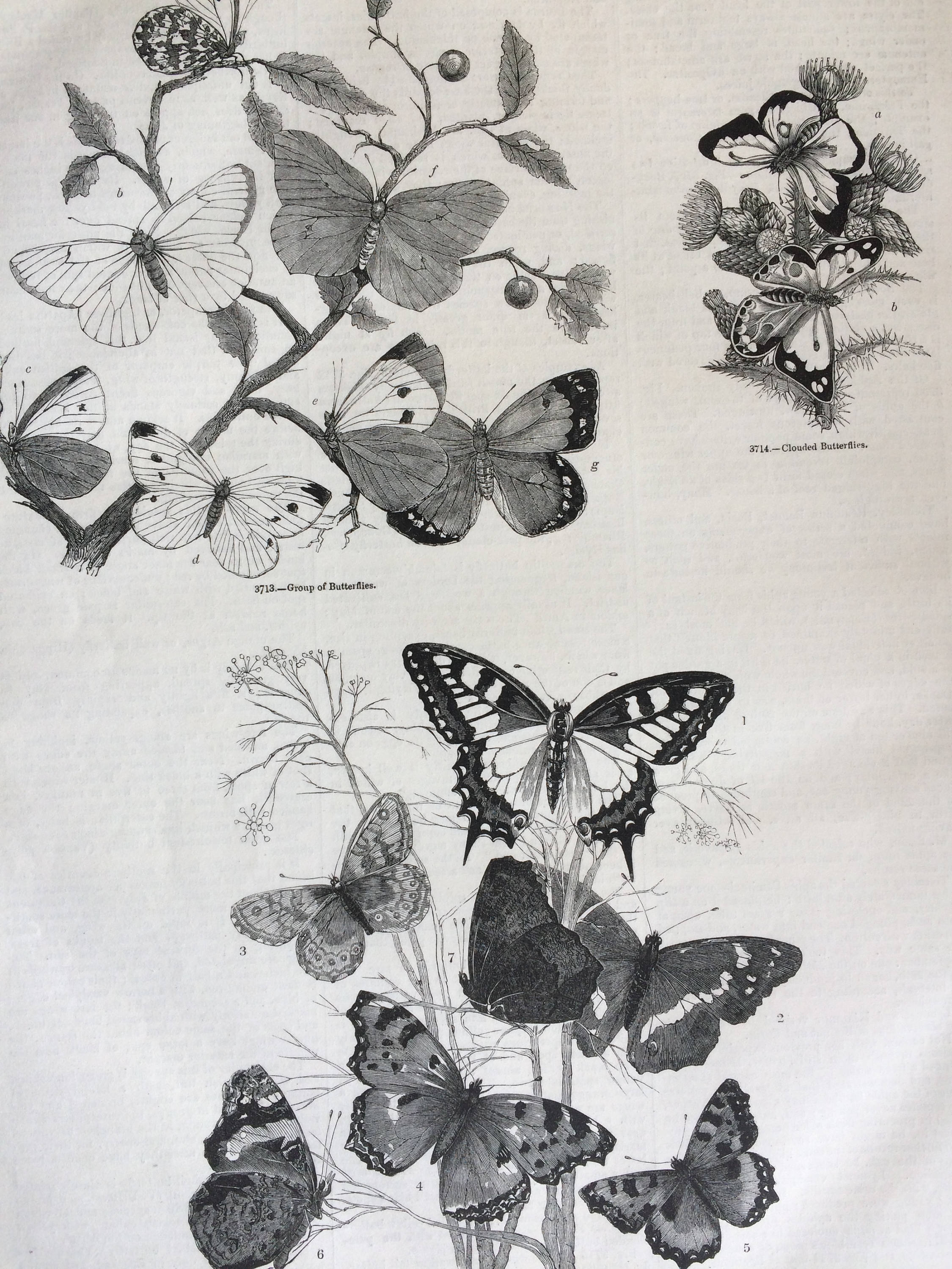 Prints Goat-Moth Entomology Caterpillar Butterfly Wall Decor Brimstone ...