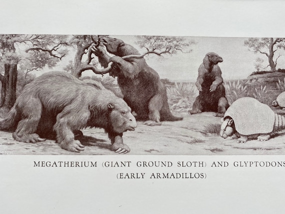 Megatherium