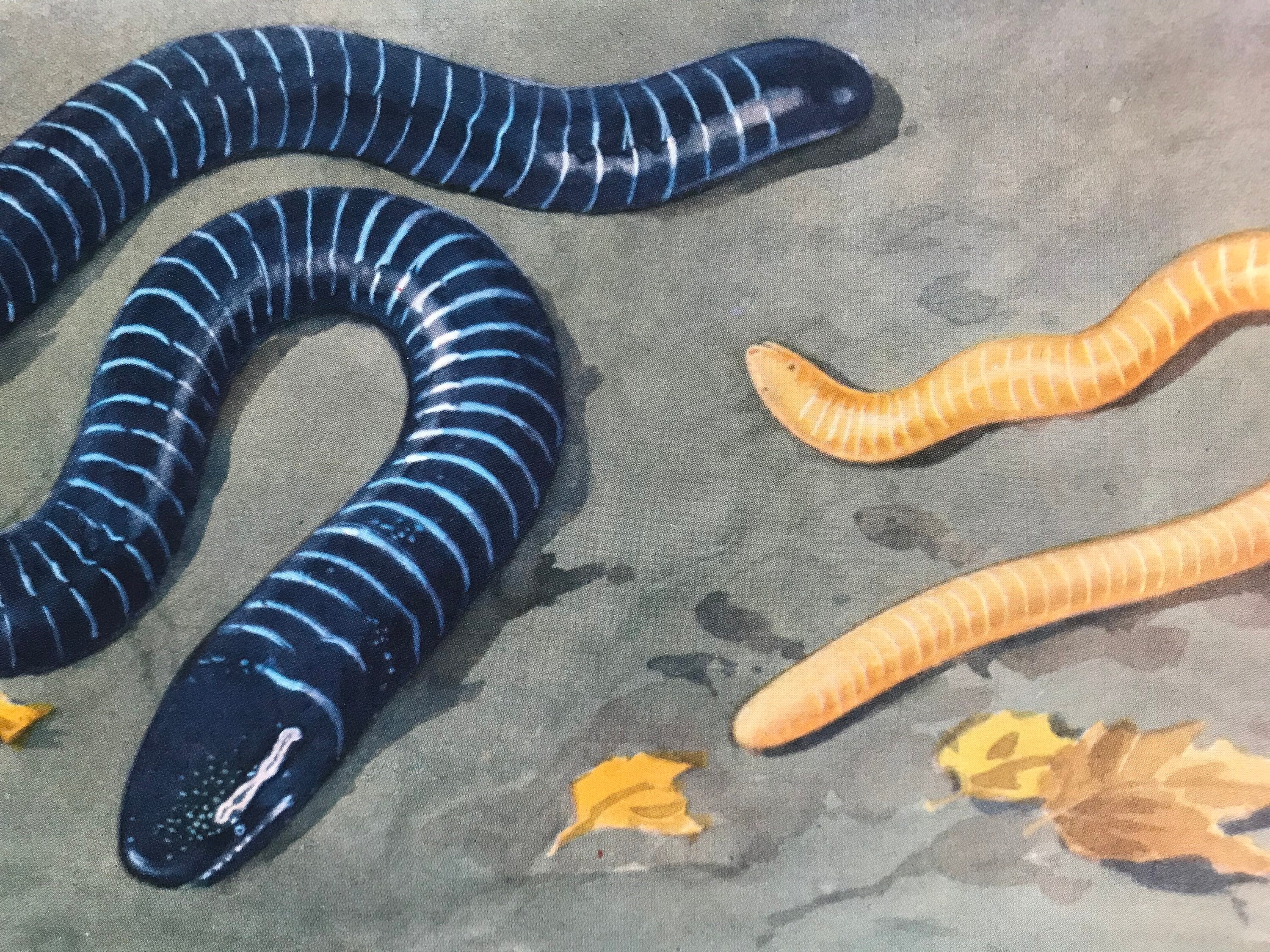 1968 Ringed Caecilian Original Vintage Print - Mounted and Matted ...