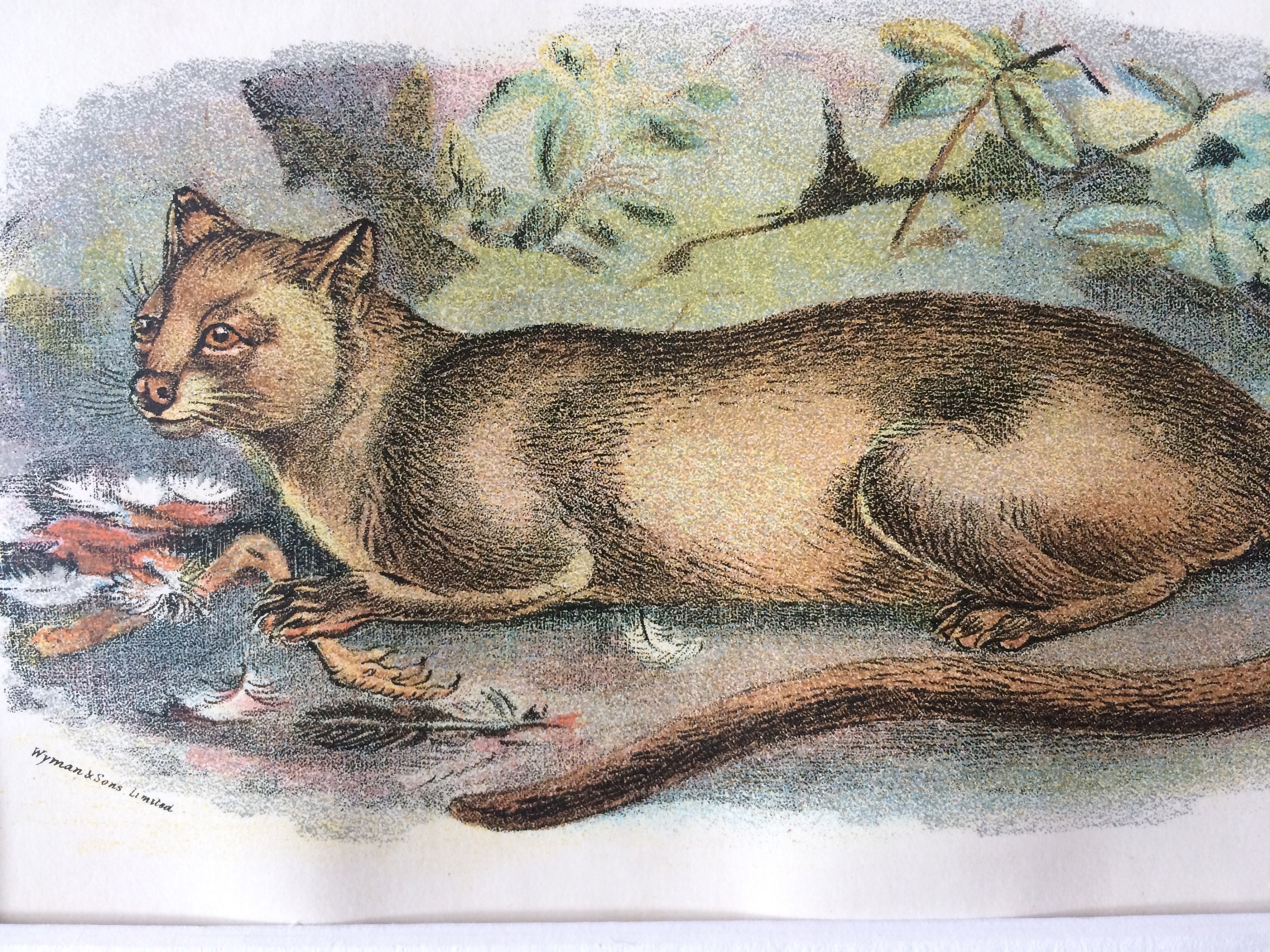 1896 Fossa Original Antique Chromolithograph - Wildlife - Natural ...
