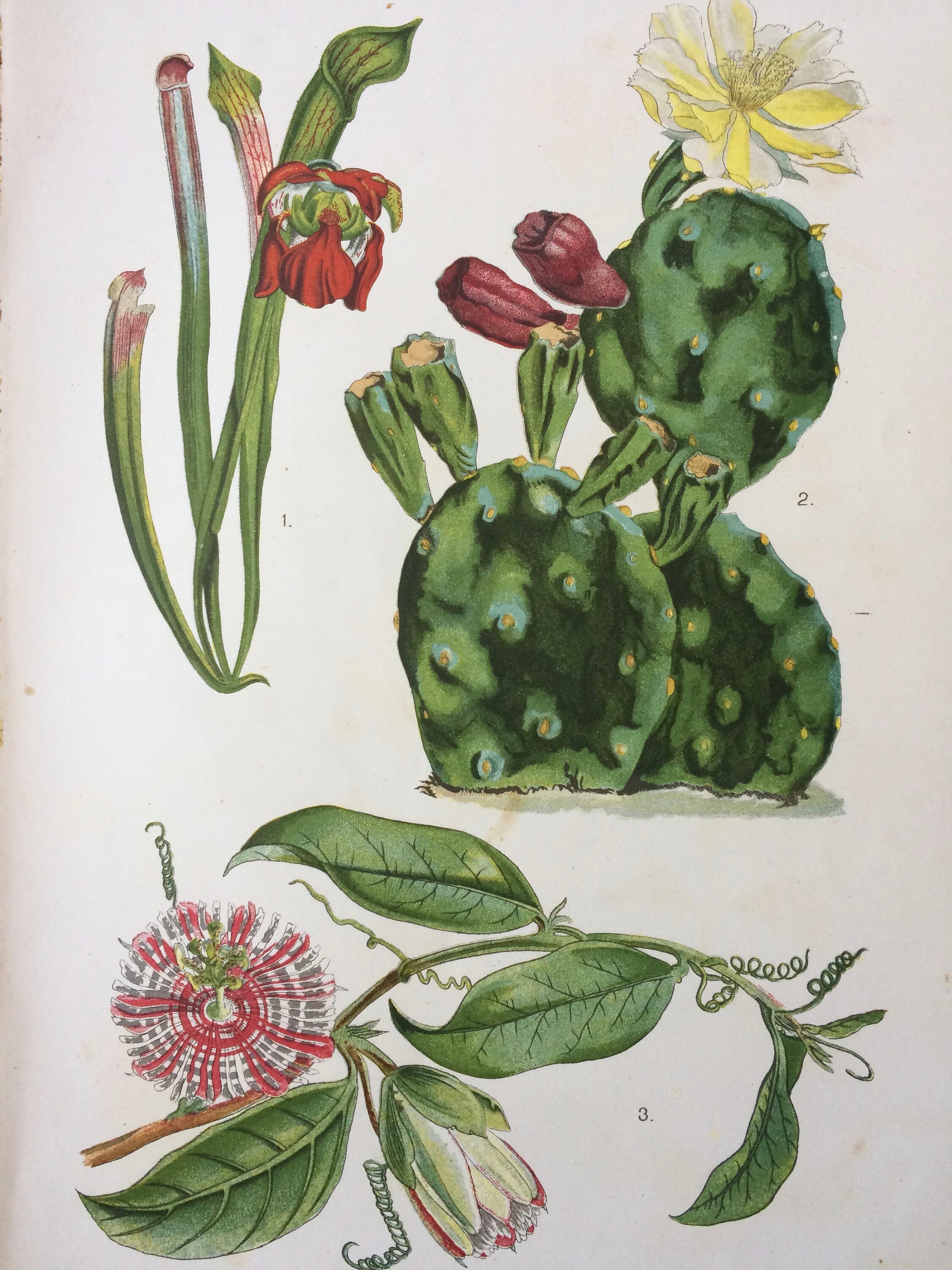 Botany Flowering Plant Flower Botanical Art Vintage Wall Decor 1885 ...