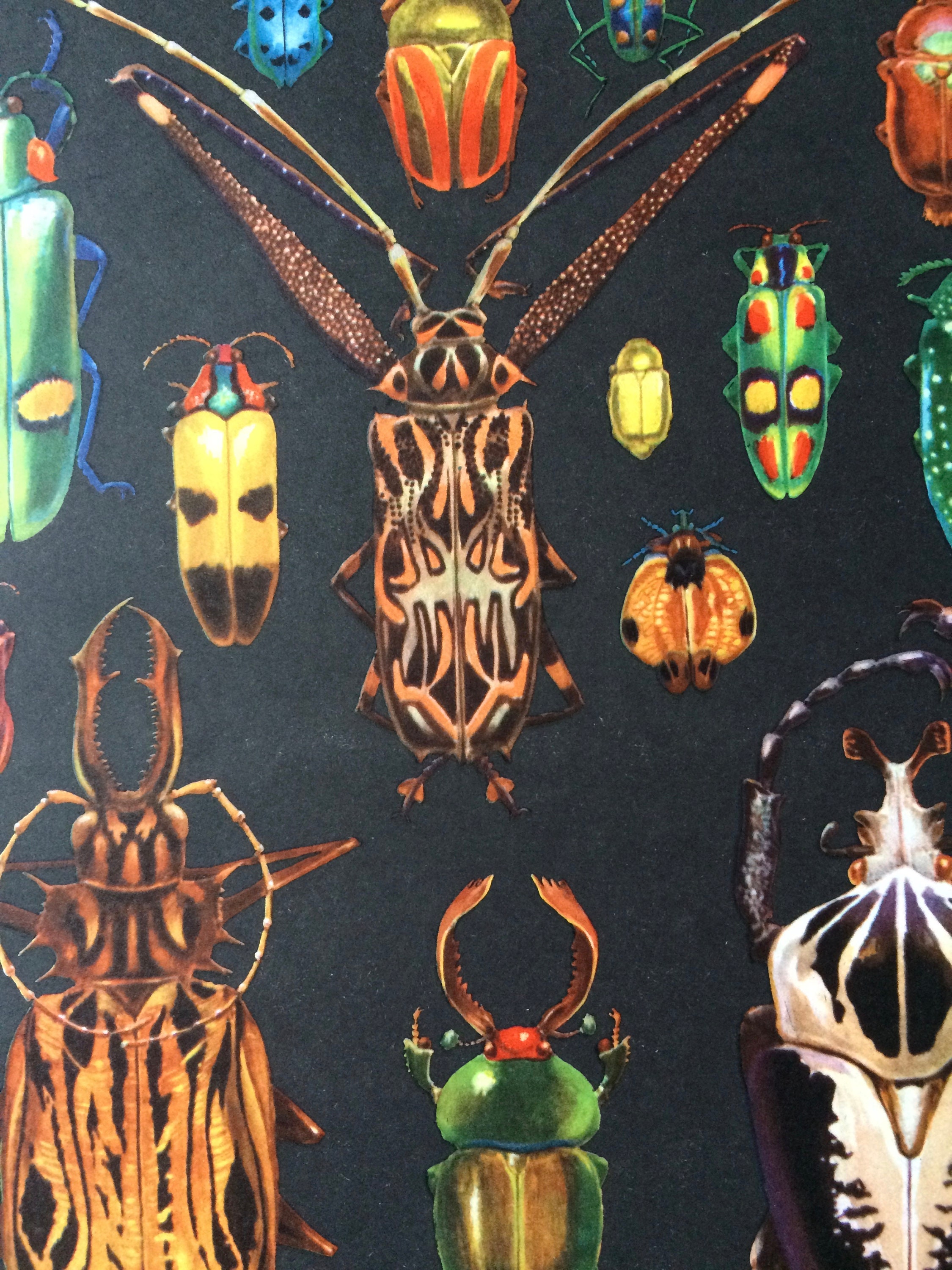 1968 Colourful Vintage Insect Print - Entomology - Beetle - Bug ...