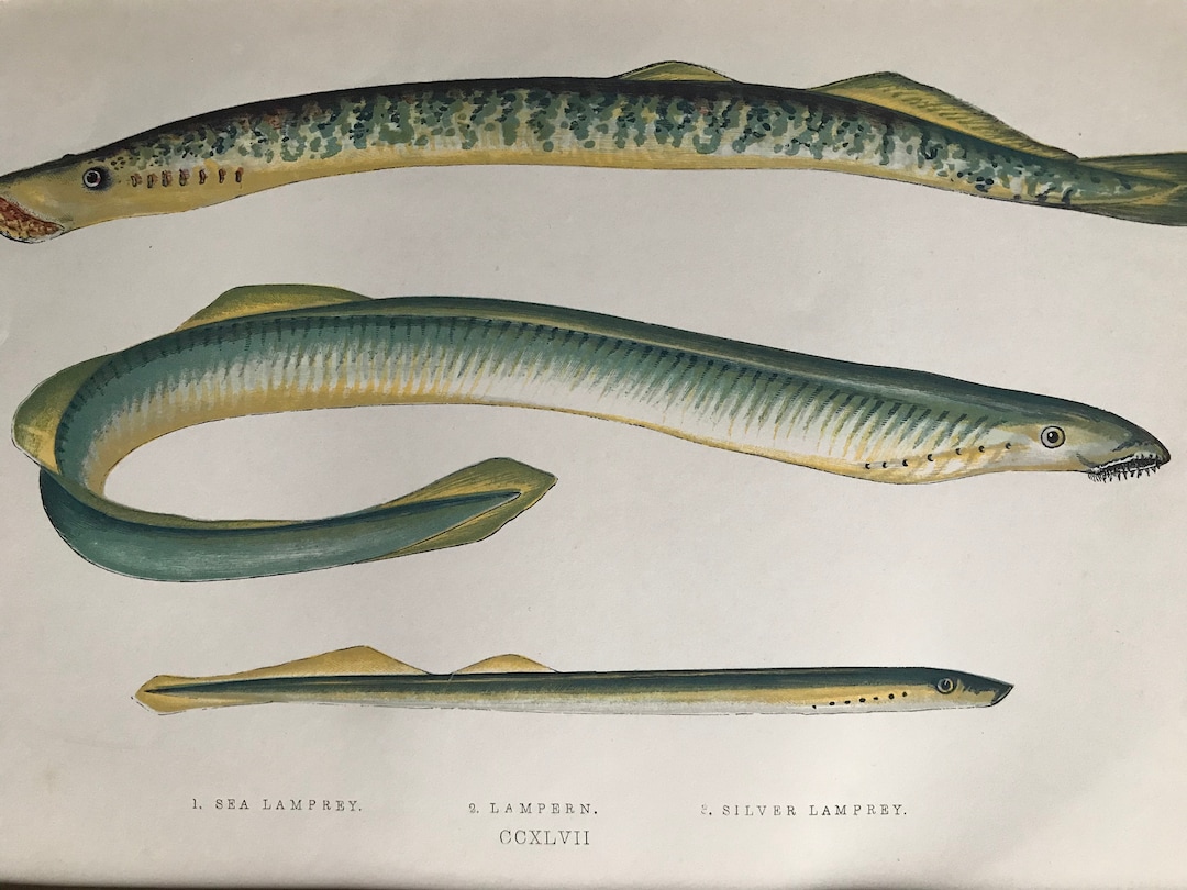 1877 Sea Lamprey, Lampern and Silver Lamprey Original Antique Print ...