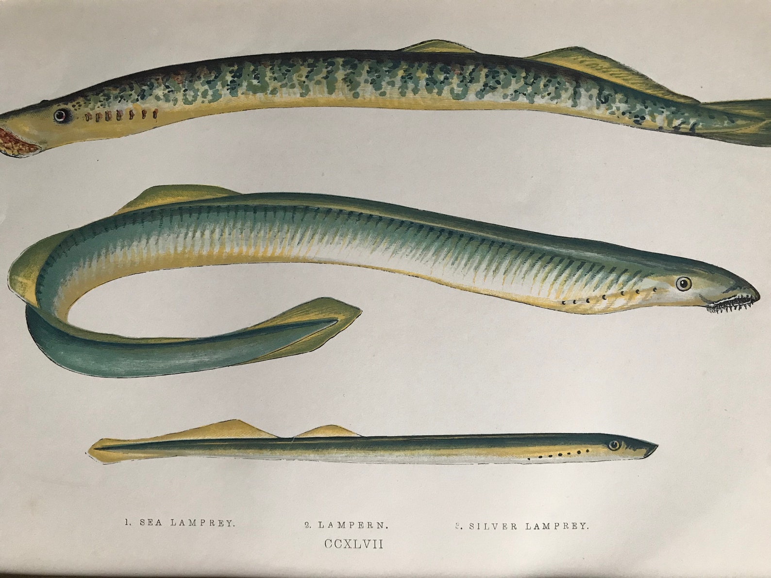 1877 Sea Lamprey, Lampern and Silver Lamprey Original Antique Print ...