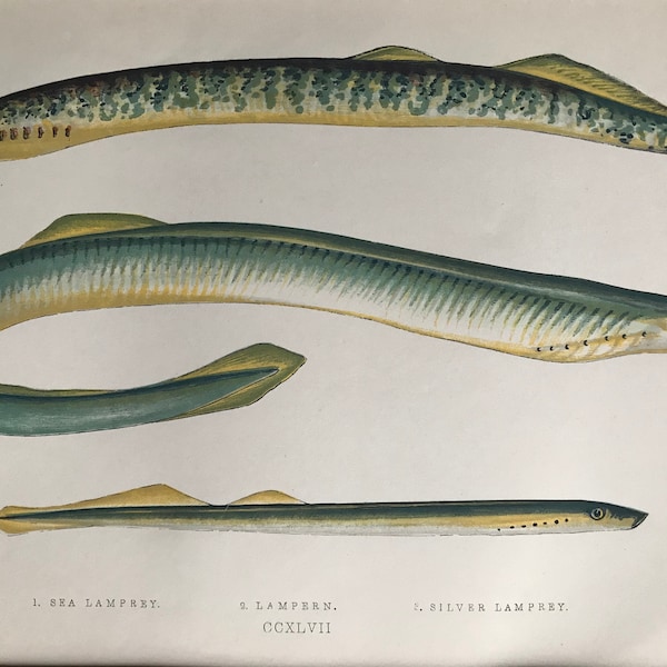 Lamprey - Etsy