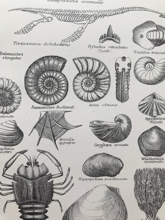 1913 Liassic Fossils Lower Lias Original Antique Print | Etsy