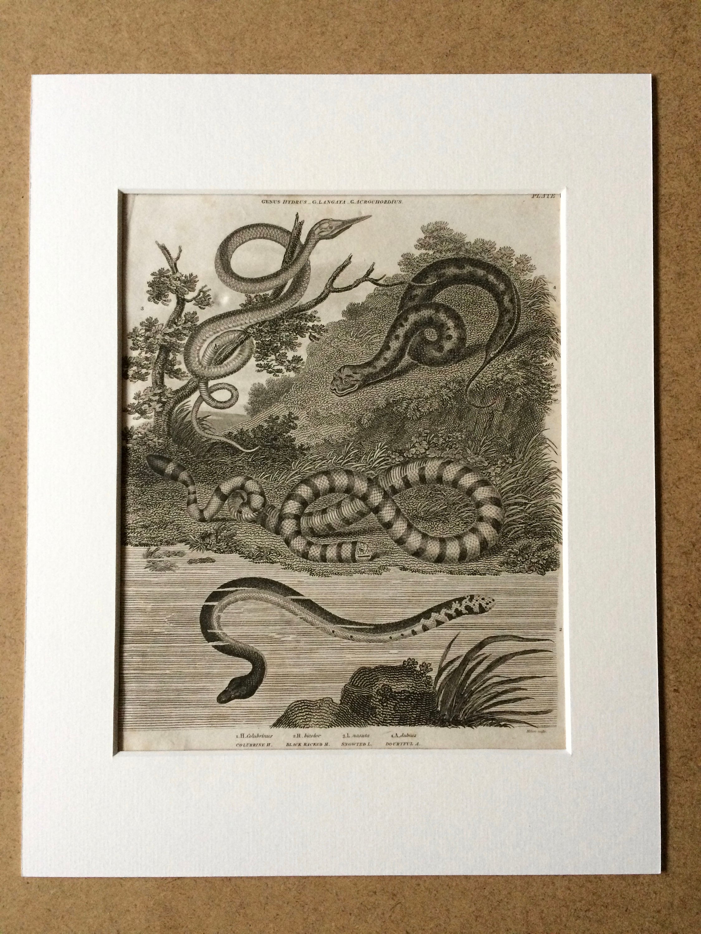 1819 Sea Snakes Original Antique Engraving - Available Mounted and ...