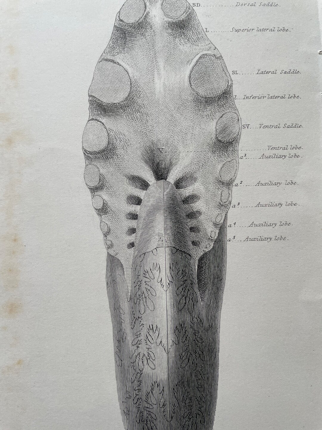 1858 Ammonites Heterophyllus in Lias at Whitby Original Antique ...