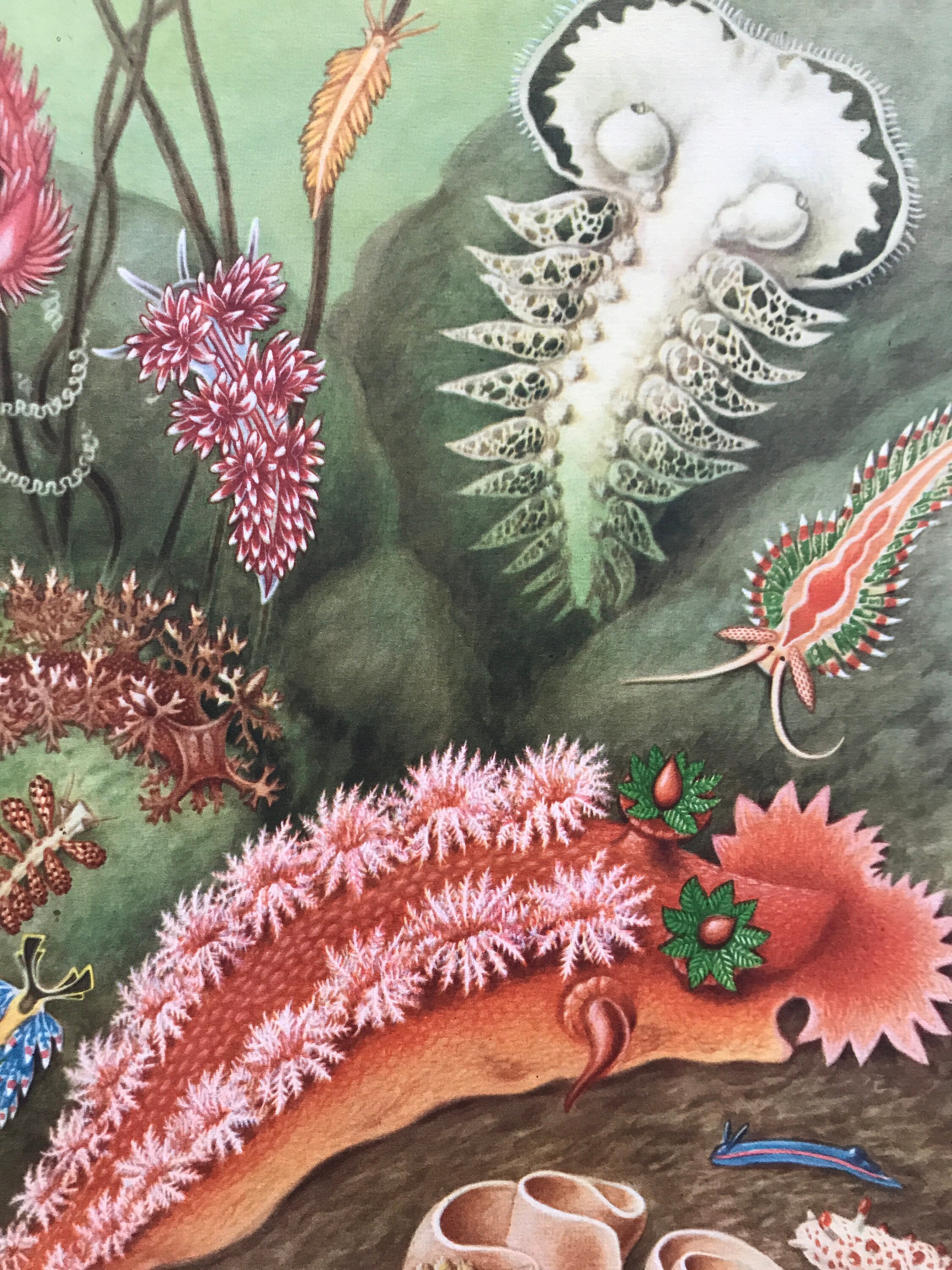 1968 Original Vintage Print - Sea Slug varieties - Mounted and Matted ...