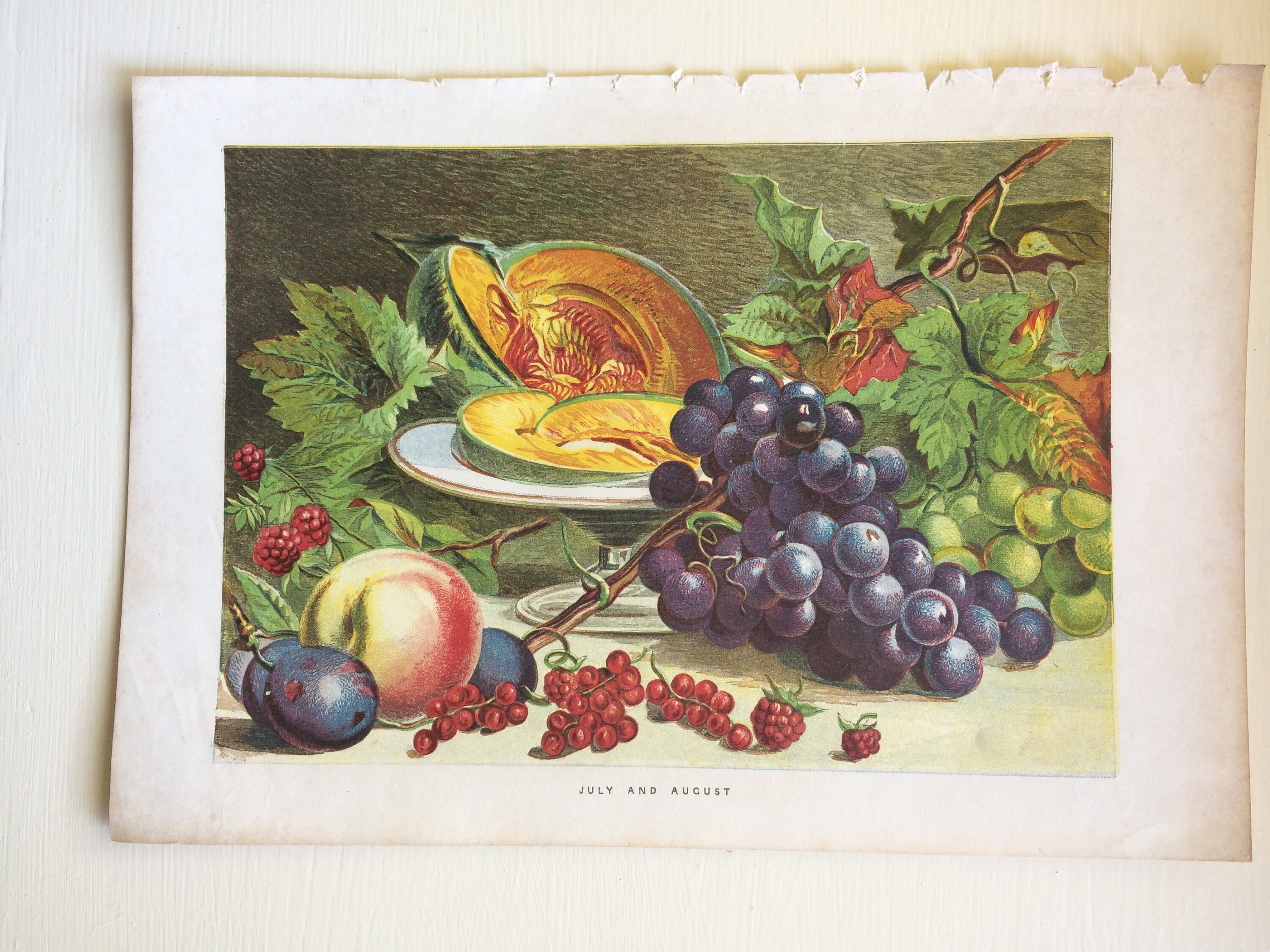 1859 Original Antique Lithograph - Fruits - Still Life - Vivid Colours ...
