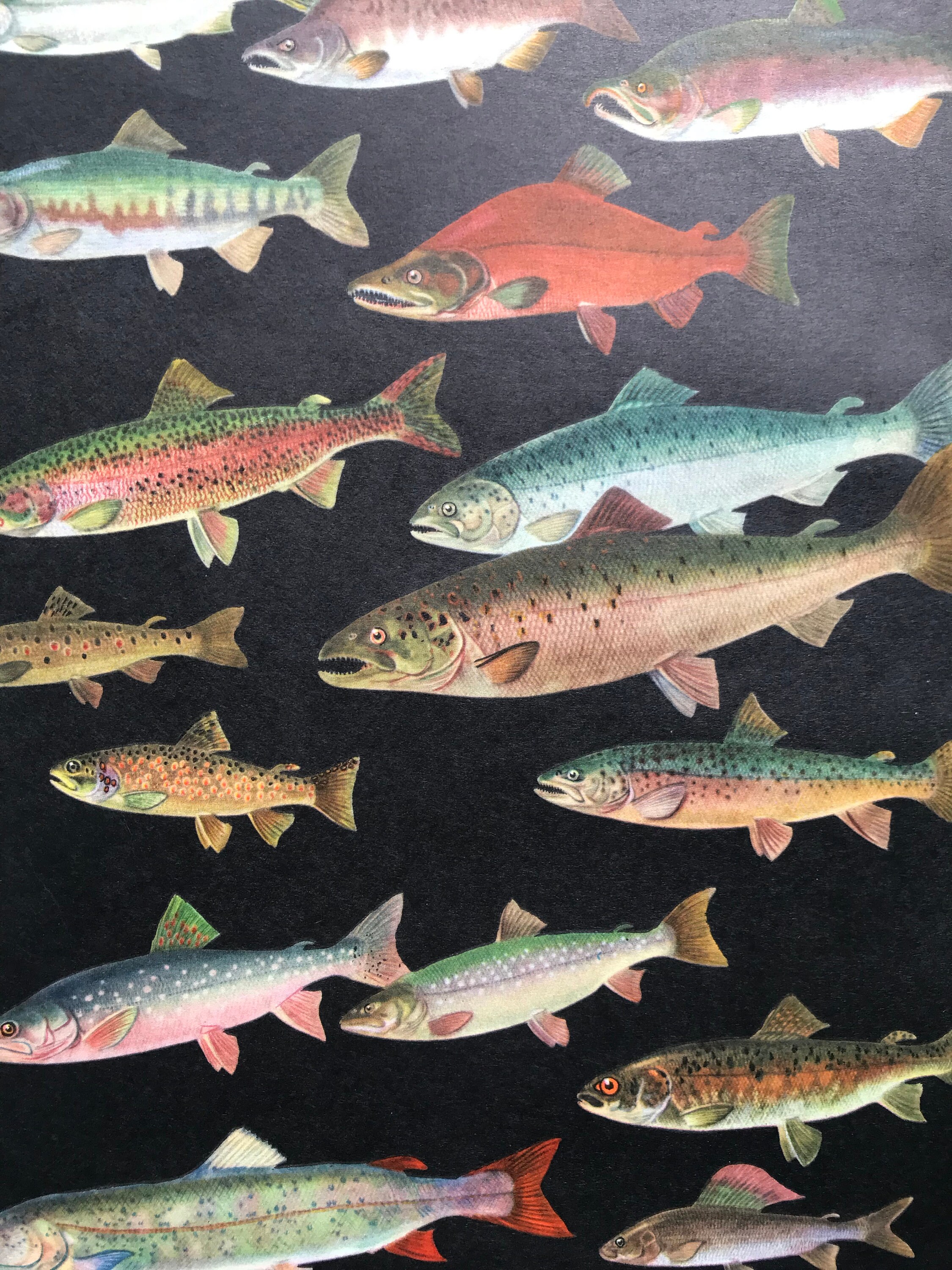 1968 Original Vintage Print - Mounted and Matted - Pink Salmon, Rainbow ...
