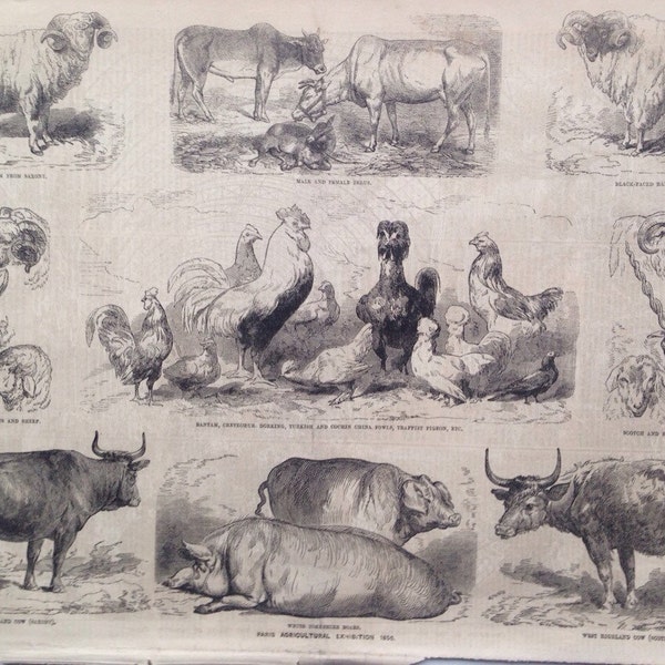 Agricultural Print - Etsy