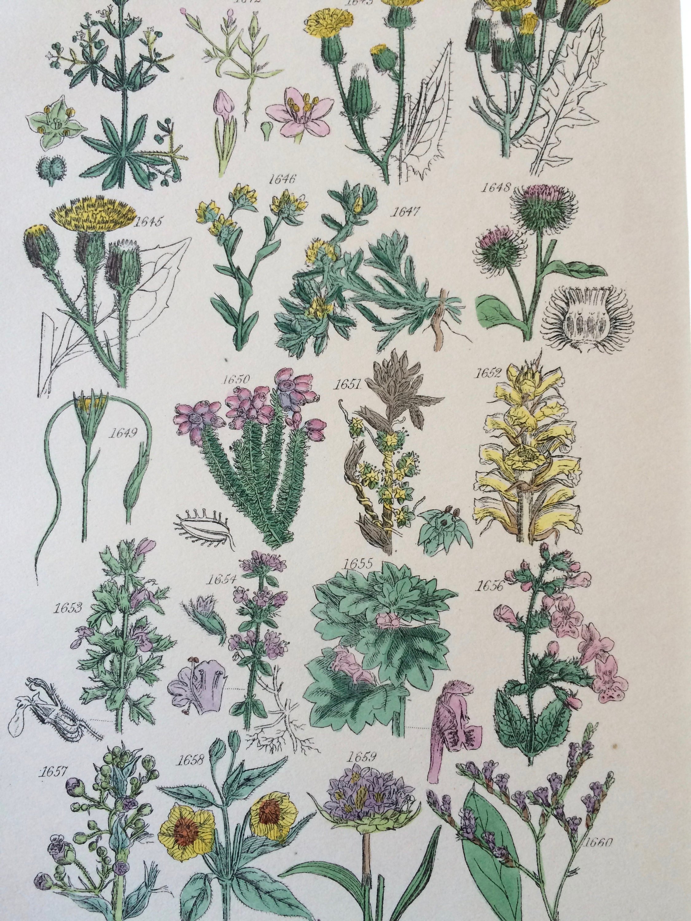 Original Botanical Prints