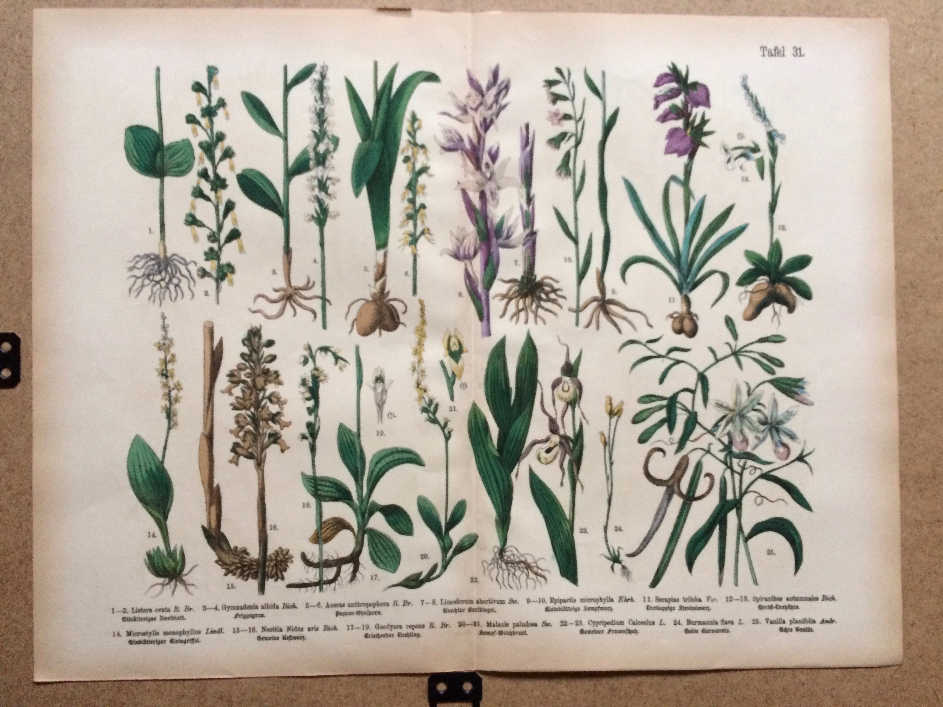 1890 Large Original Antique Botanical Lithograph - Botanical Print ...