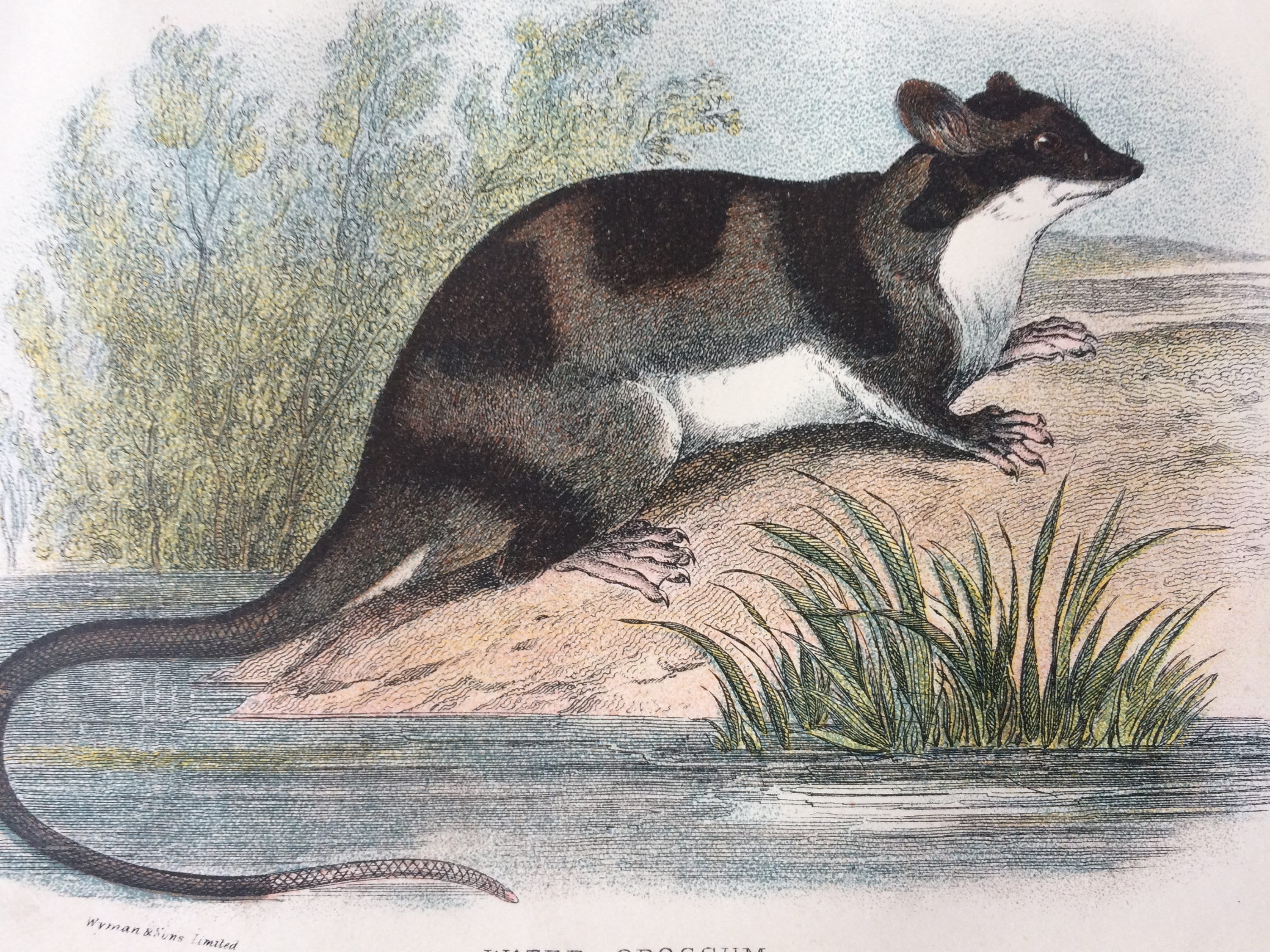 1896 Water Opossum Original Antique Chromolithograph - Wildlife ...