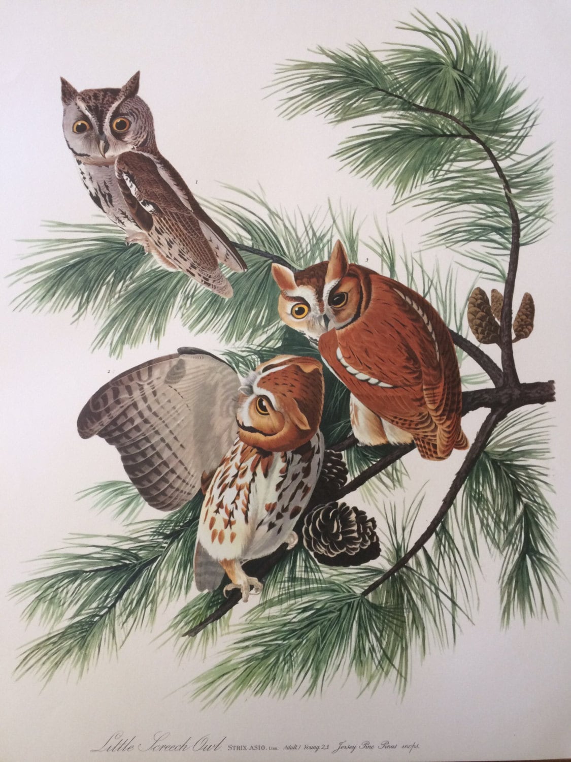 LITTLE SCREECH OWL Large Original Vintage 1964 Audubon Print, 14 x 17 ...