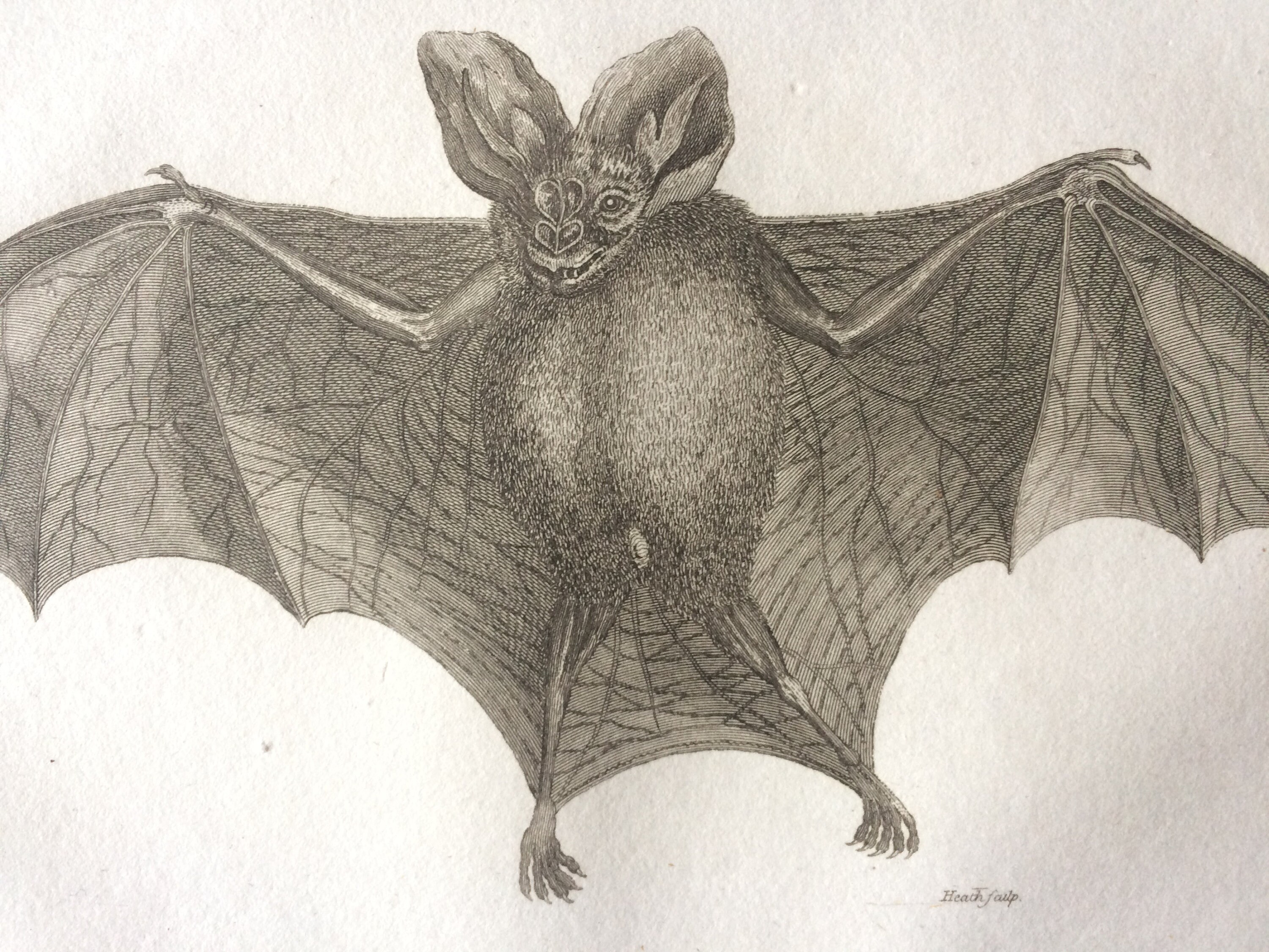 1800 Cordated Bat Original Antique Engraving - Chiroptera - Zoology ...