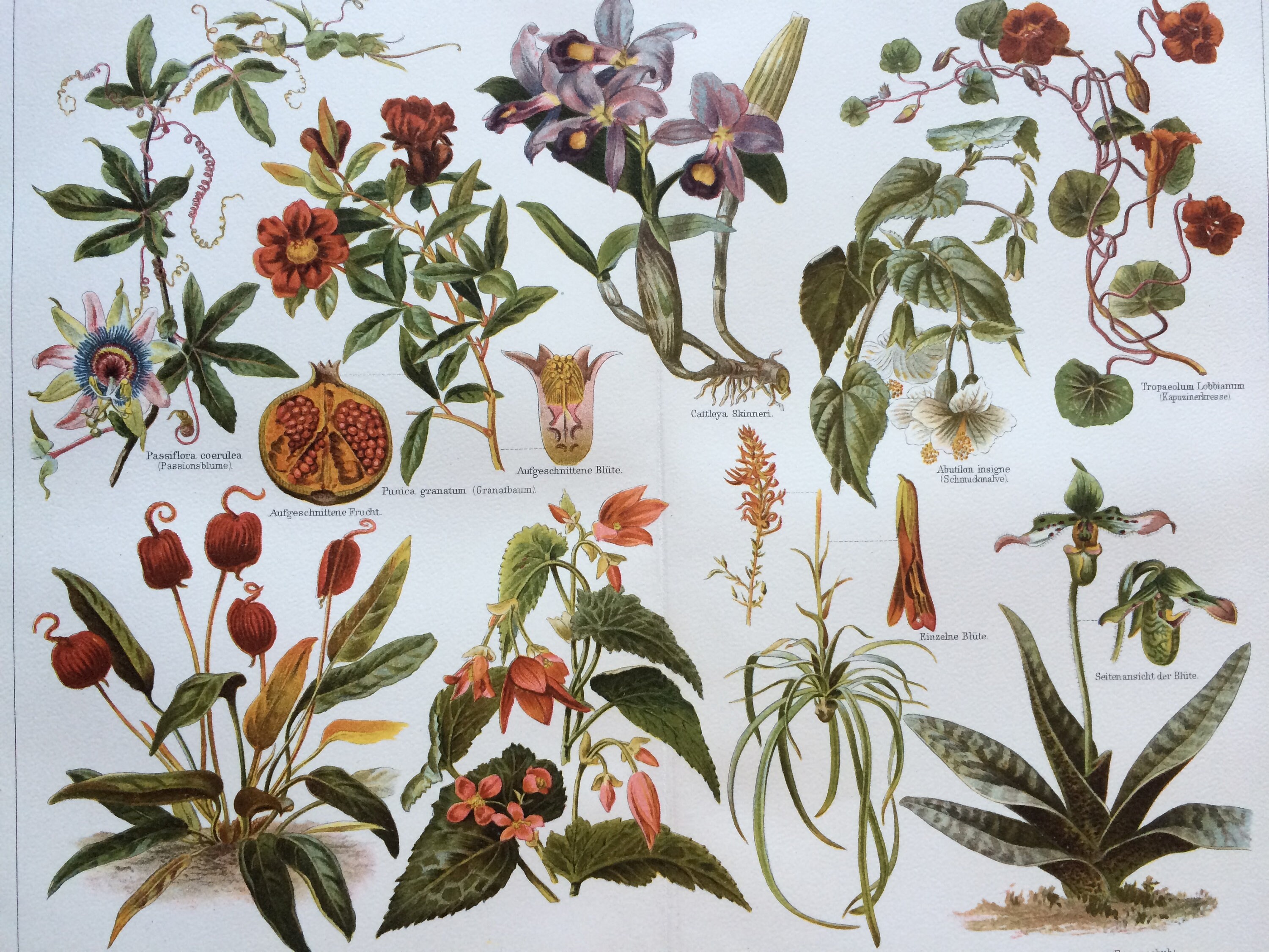 1897 House Plants Large Original Antique Botanical Lithograph ...