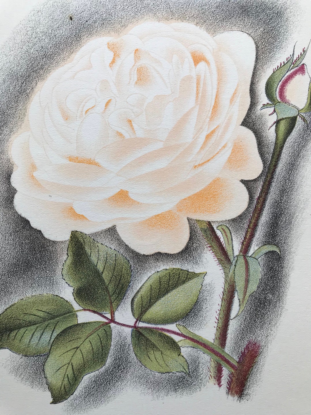 1939 Madame Pierre Oger Rose Original Vintage Print Mounted and Matted ...