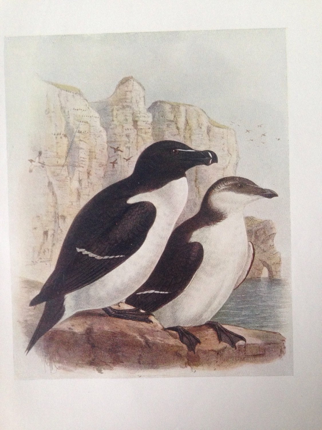 1907 RAZORBILL Original Antique Lithograph - Ornithology - Bird Art ...
