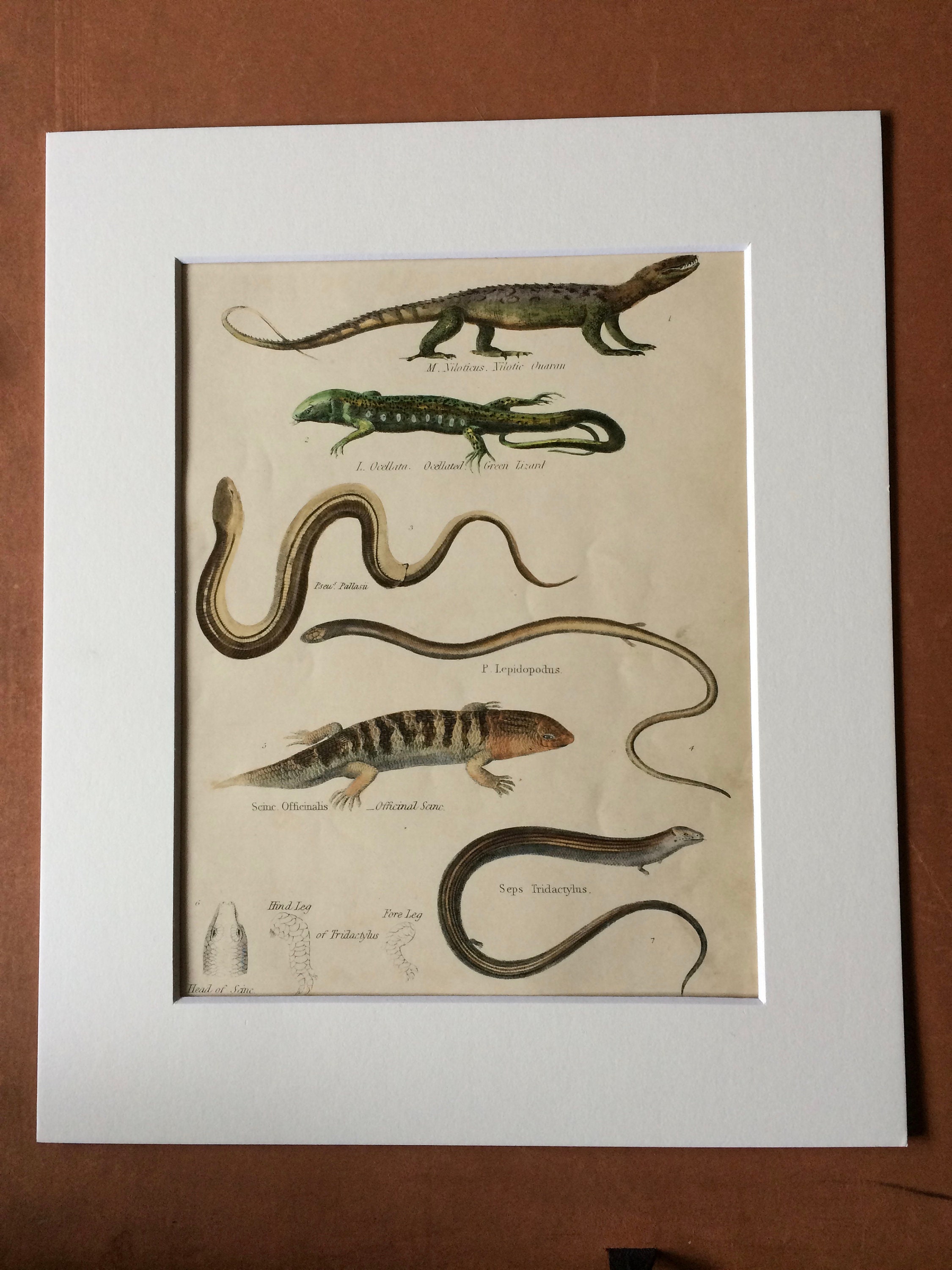 1862 Original Antique Hand Coloured Engraving - Available Mounted ...