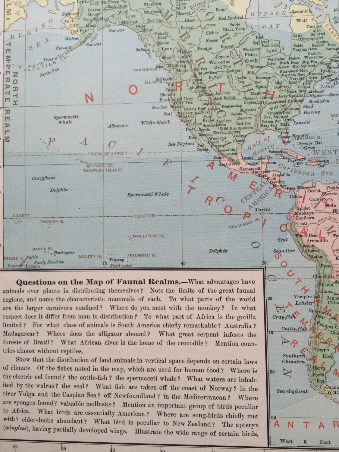 1887 FAUNAL REALMS Original Antique World Map, 11.75 x 18 inches ...