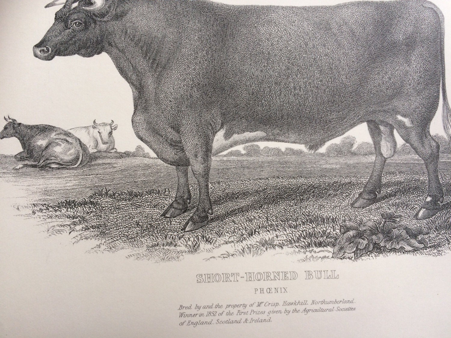 1875 Agriculture Original Antique Steel Engraving Print - Farming ...