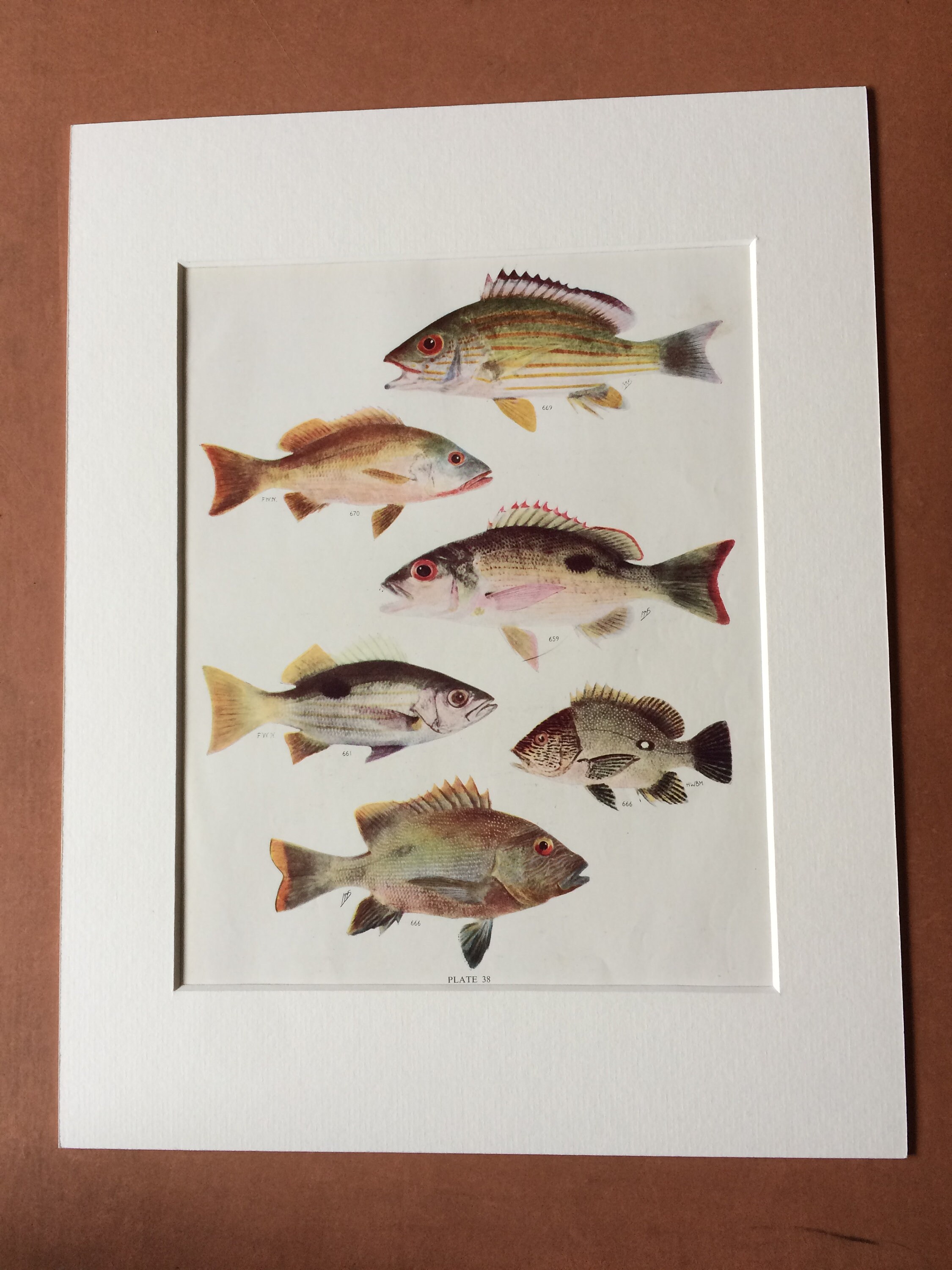 1950 Original Vintage Fish Print - Mounted and Matted - Available ...