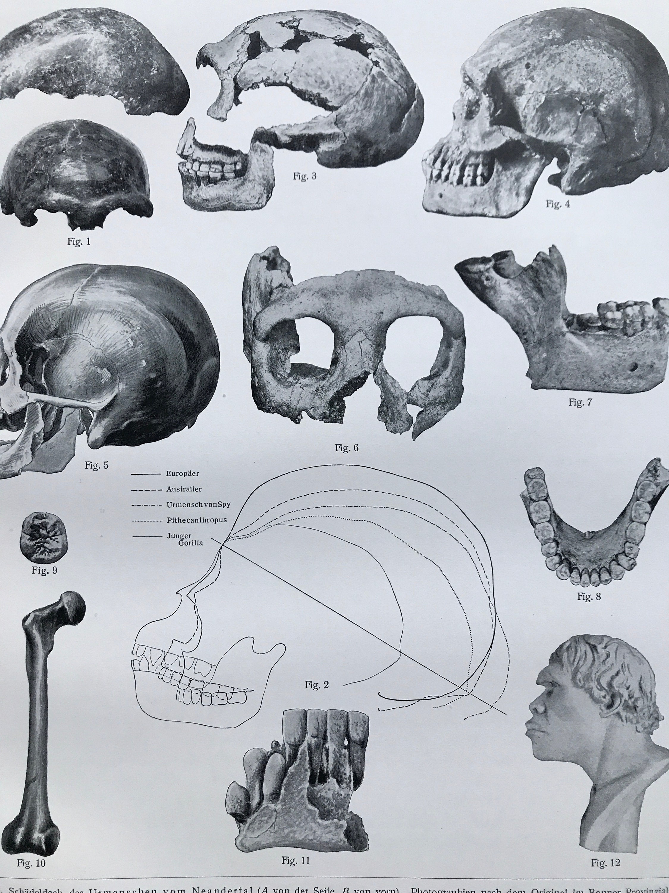 1909 The Diluvial Primitive Man (Homo Primigenius) Original Antique ...