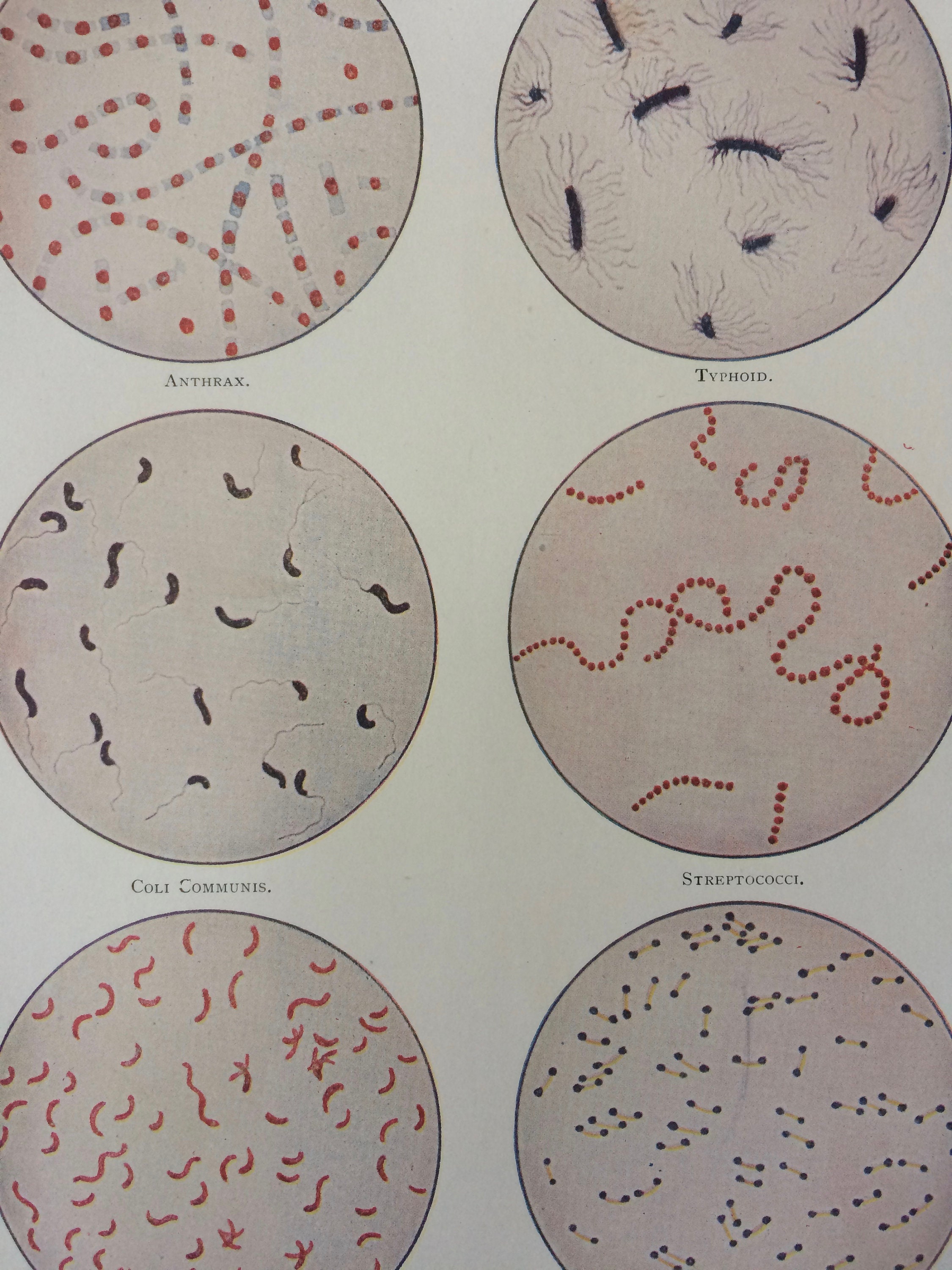 1904 Original Antique Lithograph - Bacteria - Biology - Science ...