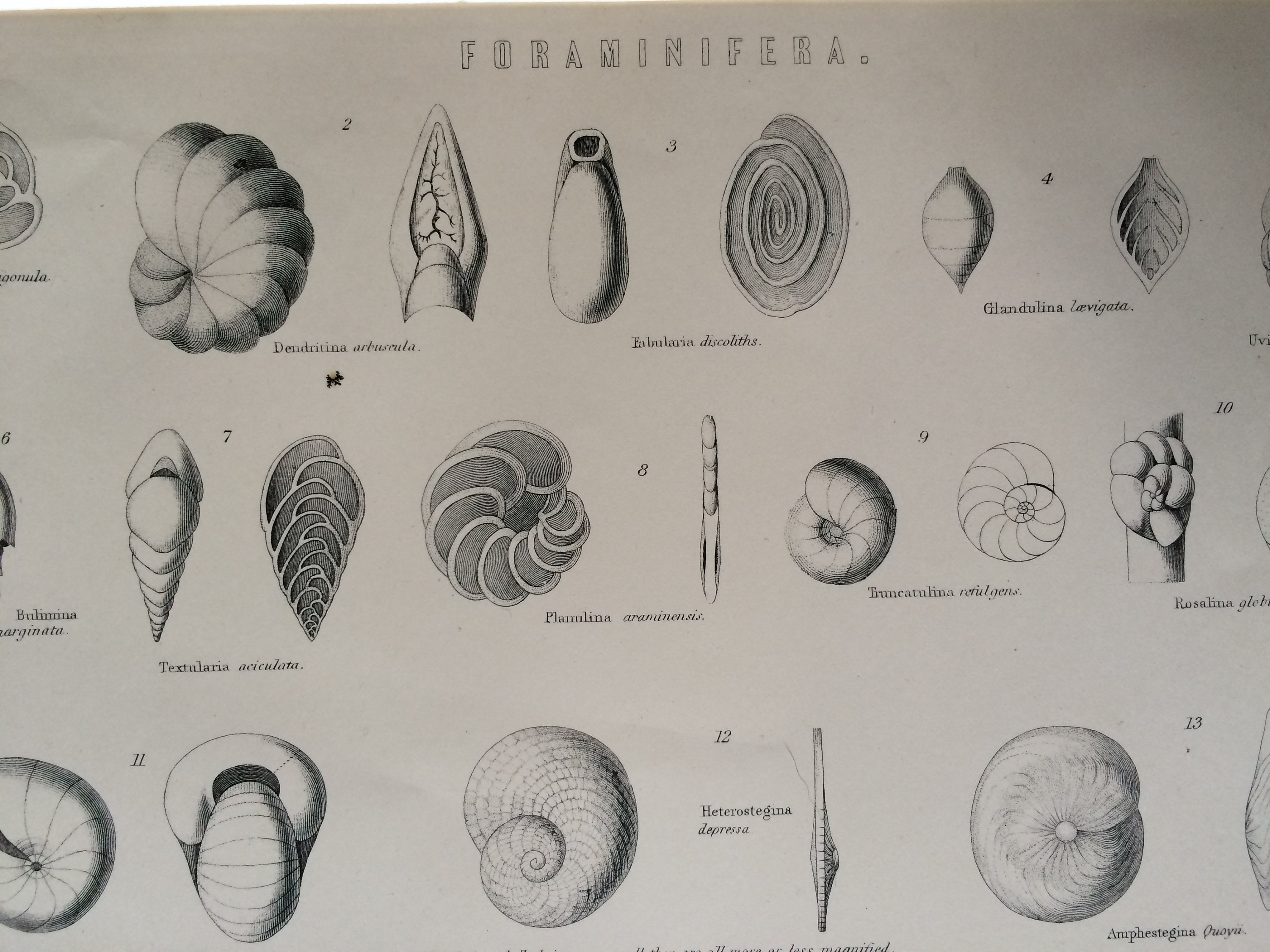 1891 Foraminifera Original Antique Encyclopaedia Illustration - Marine ...