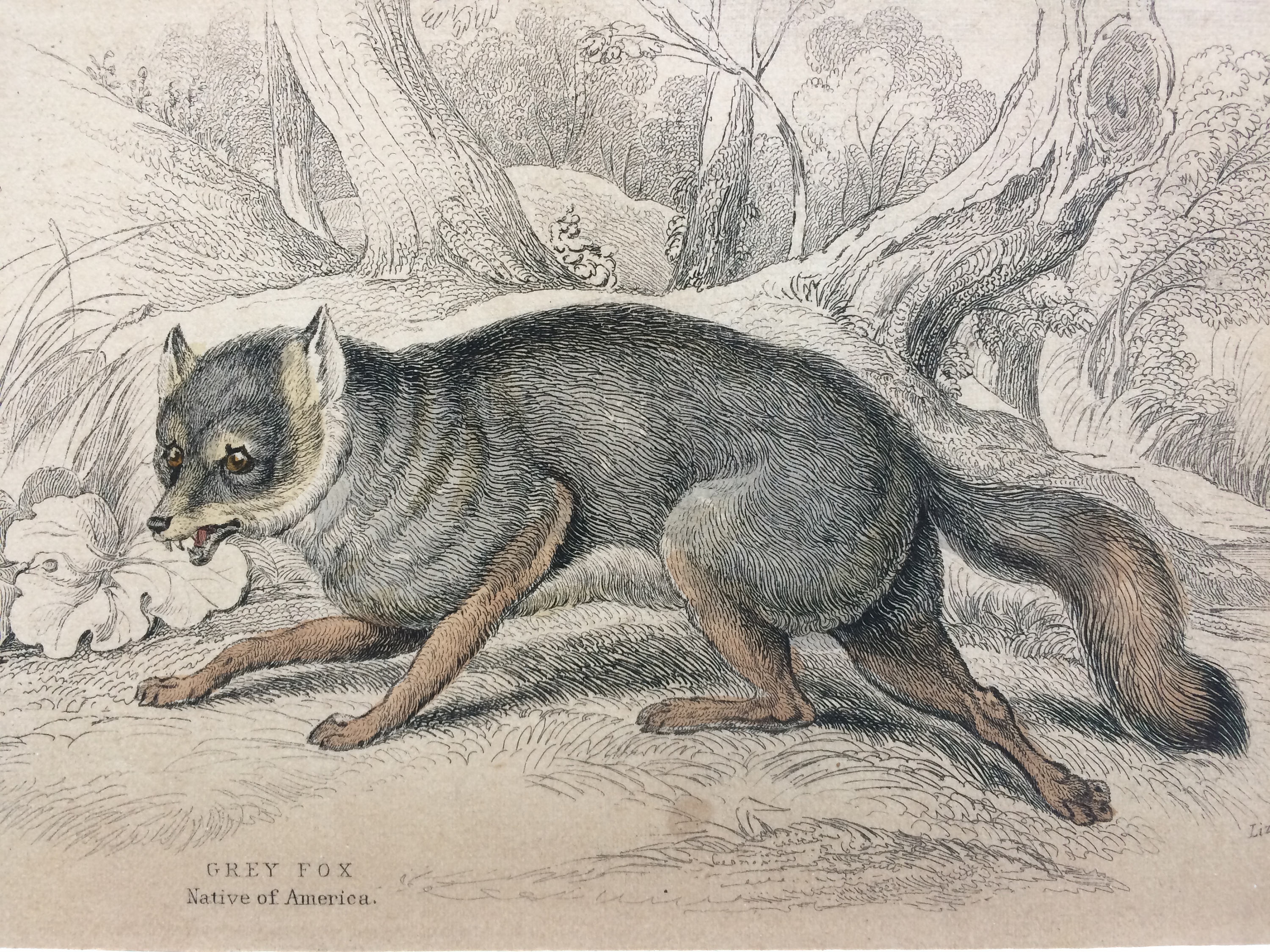1860 Grey Fox - Native of America Original Antique Hand-Coloured ...