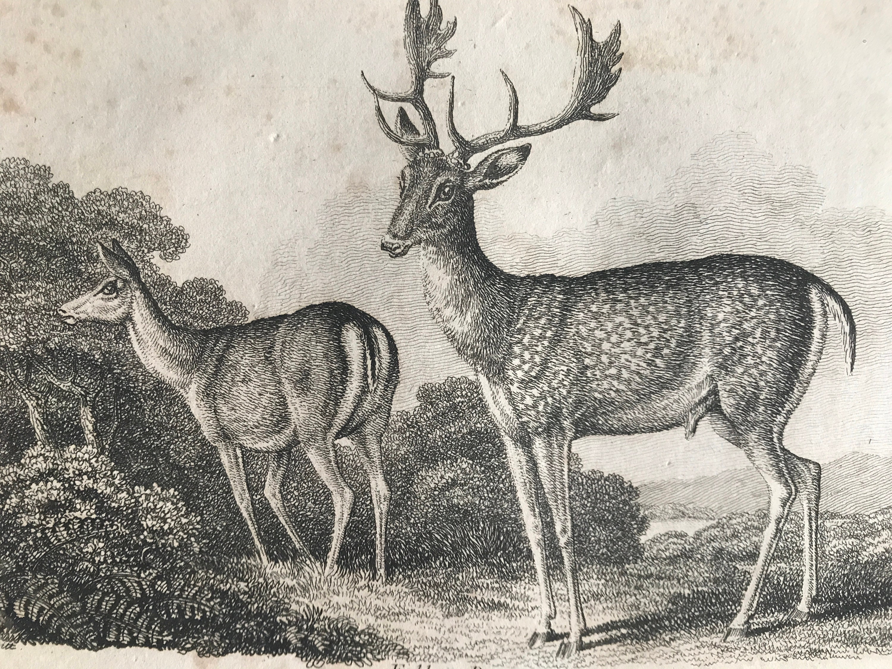 1809 Fallow Deer Original Antique Engraving - Natural History ...