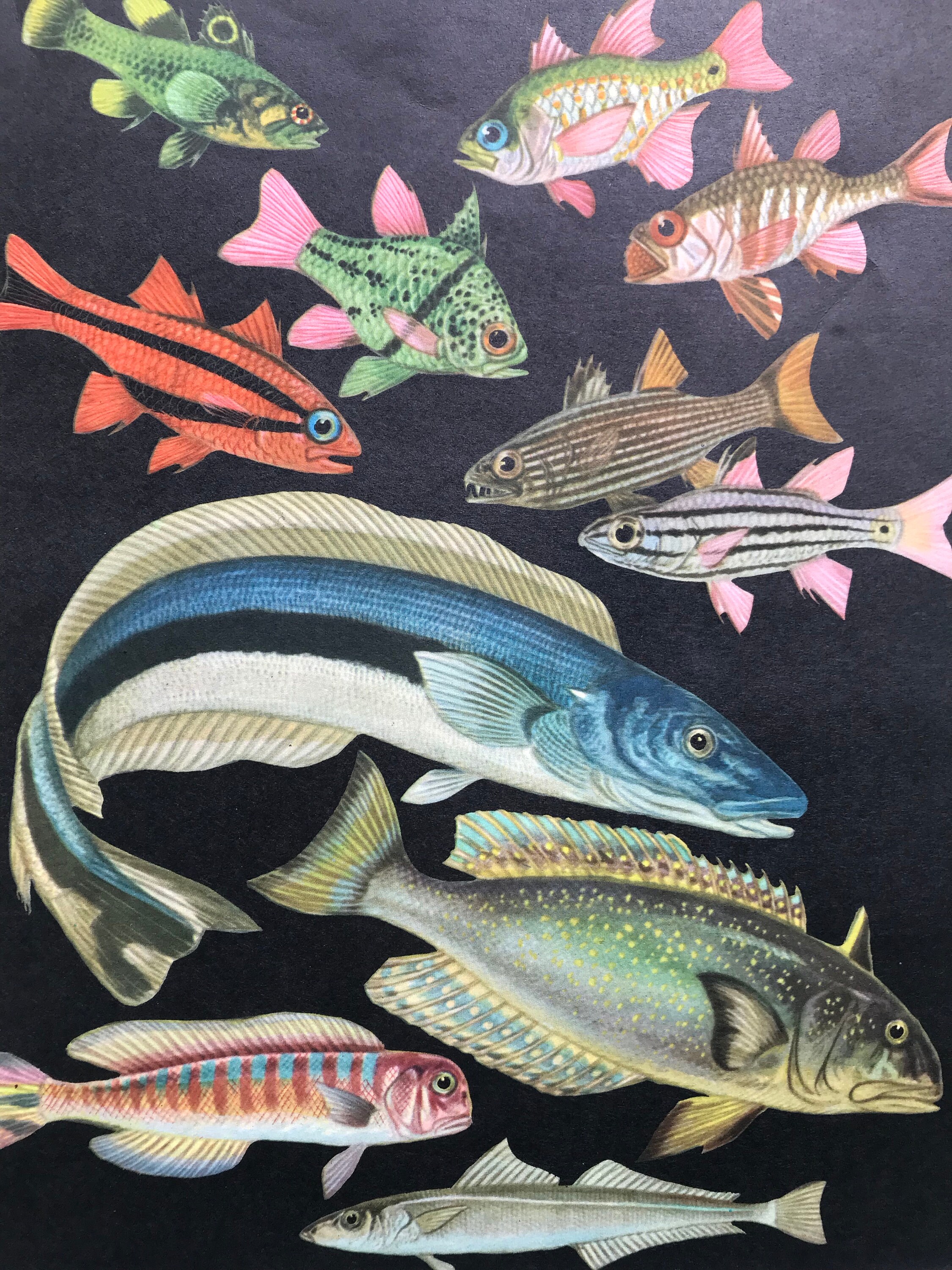 1968 Original Vintage Print - Mounted and Matted - Tropical Fish - Blue ...