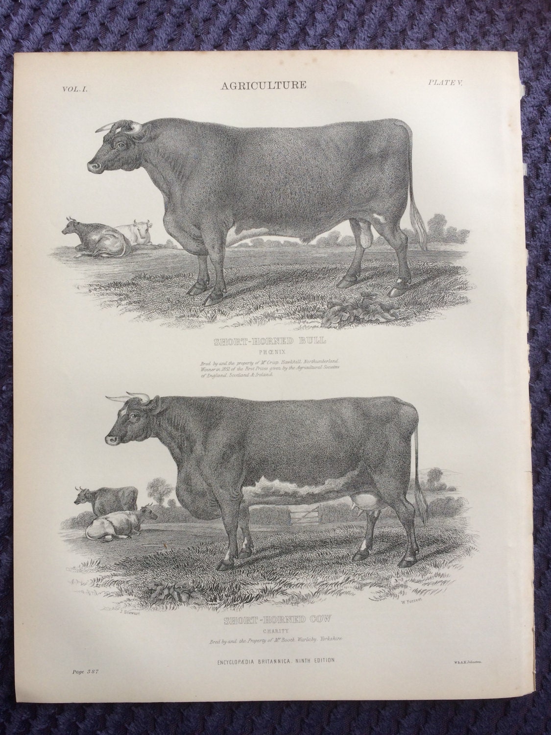 1875 Agriculture Original Antique Steel Engraving Print - Farming ...