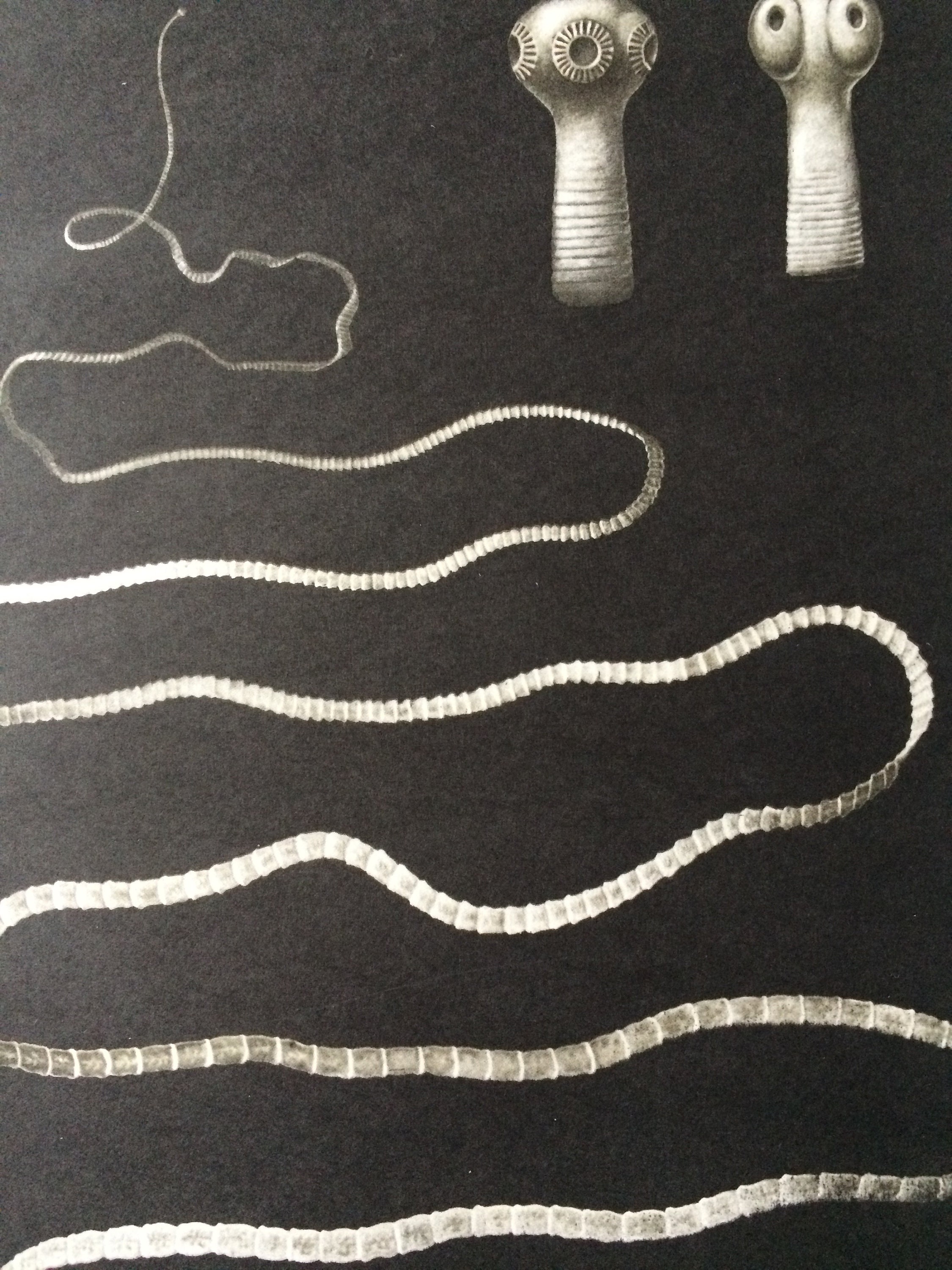 1968 Vintage Tapeworm Print - Available Framed - 14 x 11 inches ...