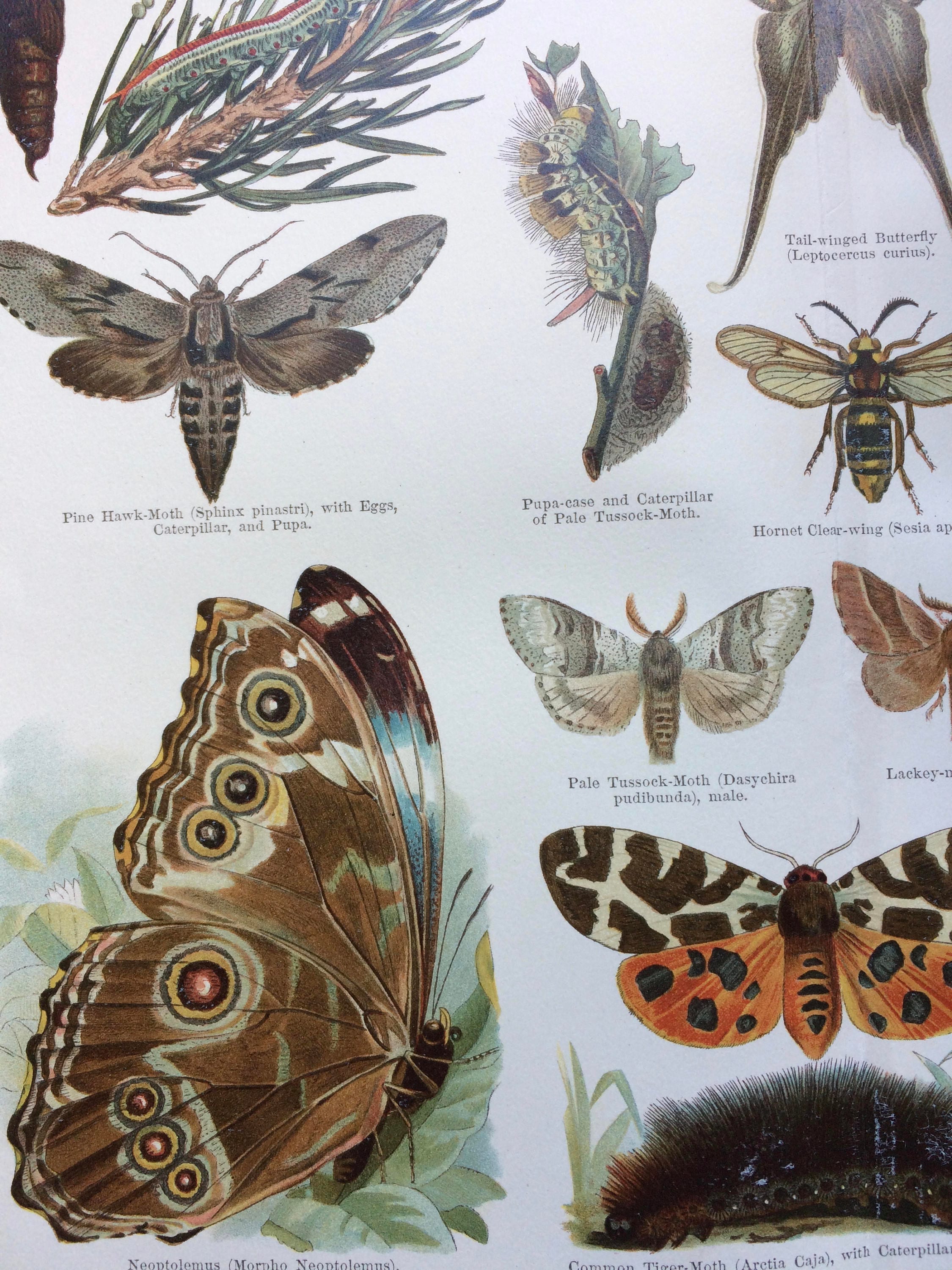 1904 Butterflies & Moths Original Antique Print - 10 x 12 inches ...