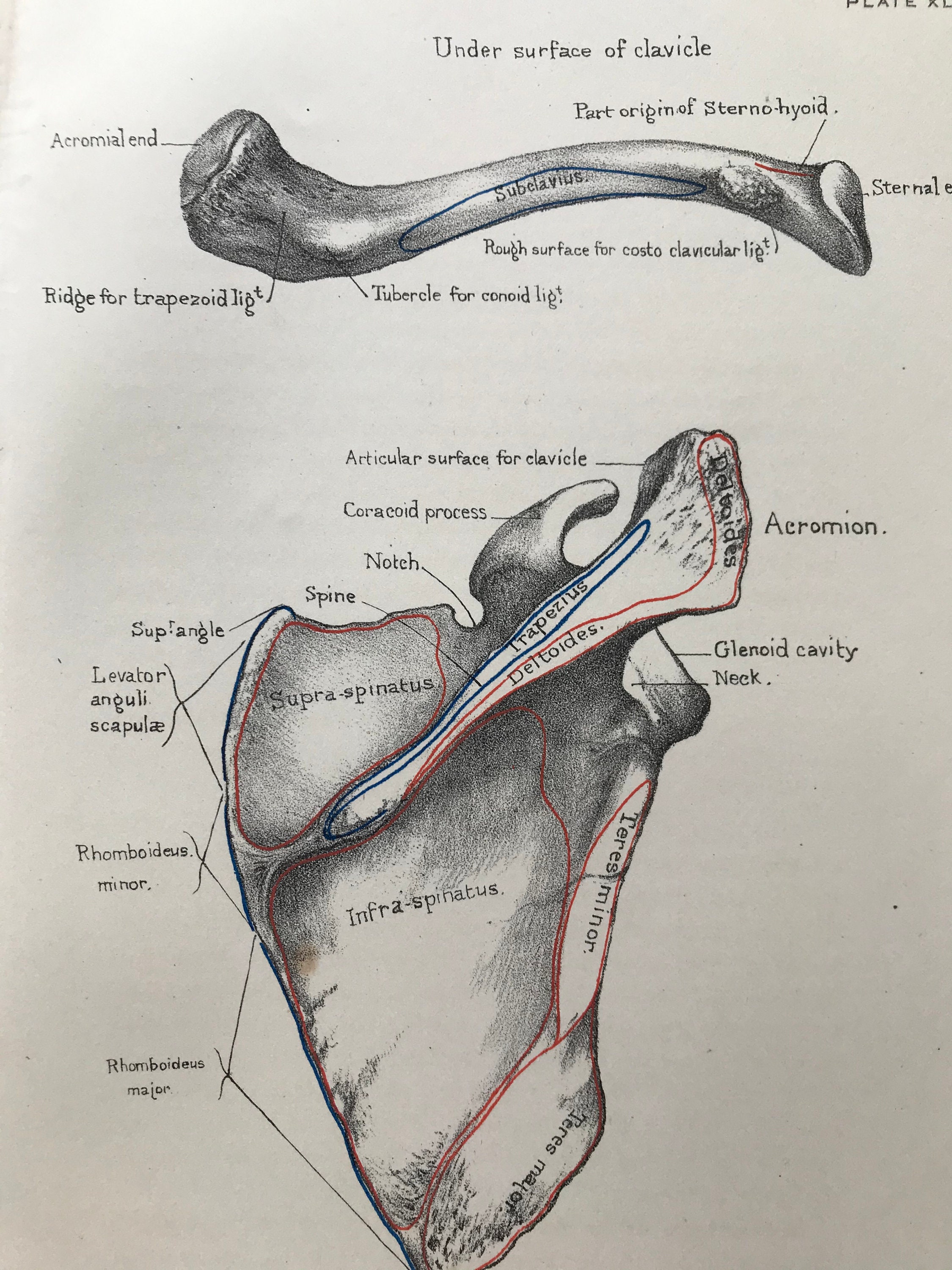 Clavicle Processes