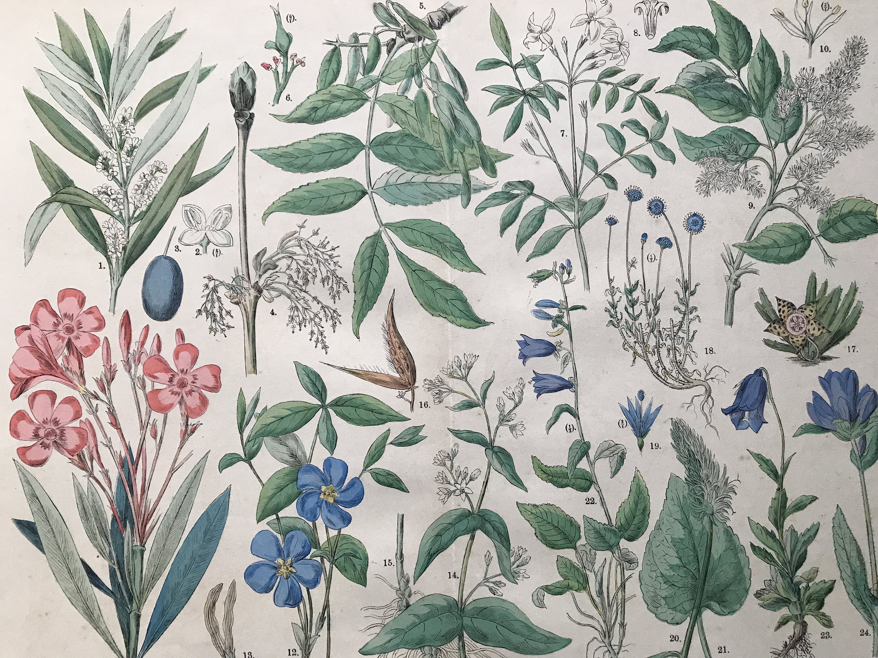 1880 Large Original Antique Botanical Lithograph - Botanical Print ...