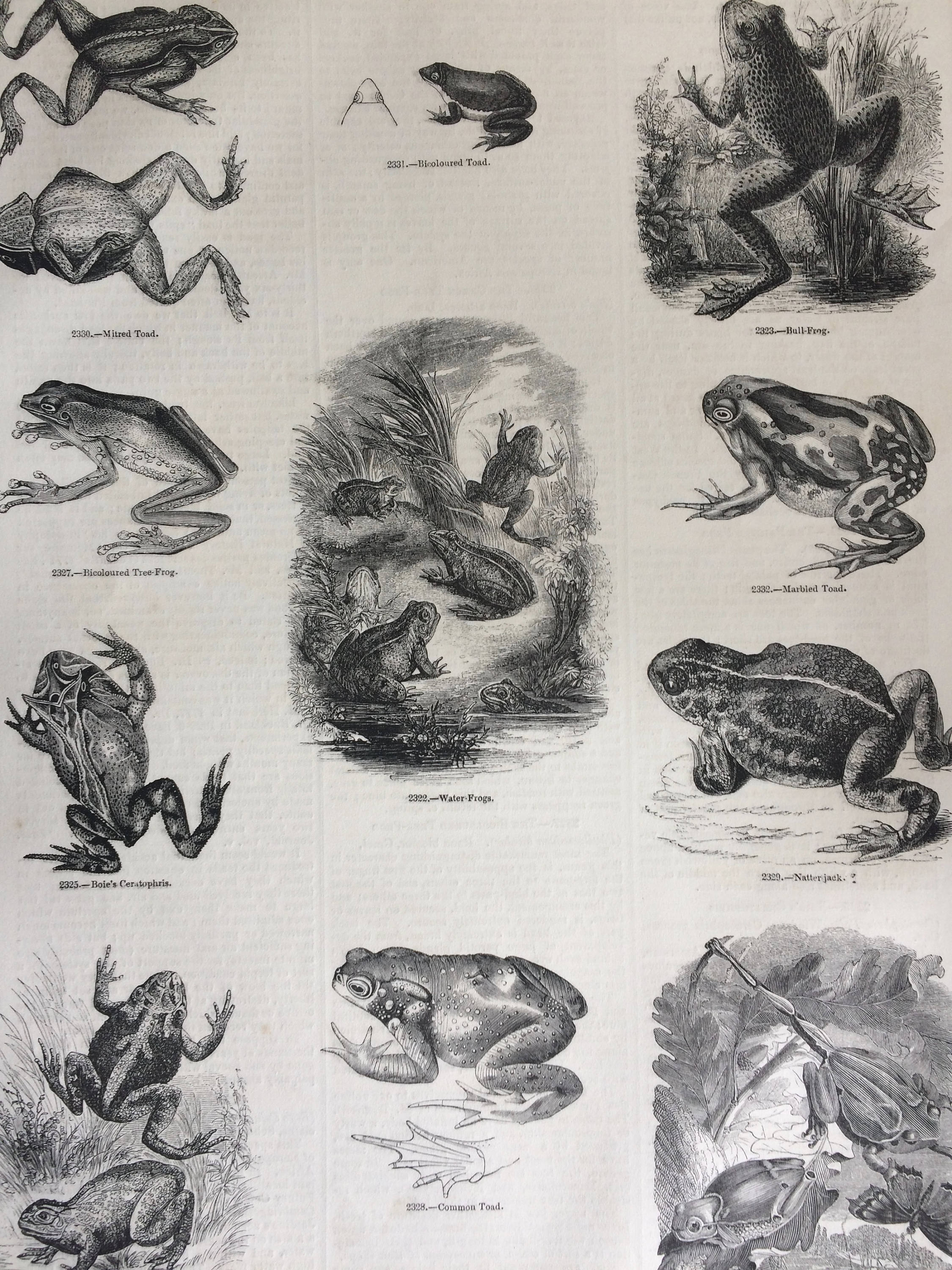 1856 Large Original Antique Amphibian Engraving - Mitred Toad ...