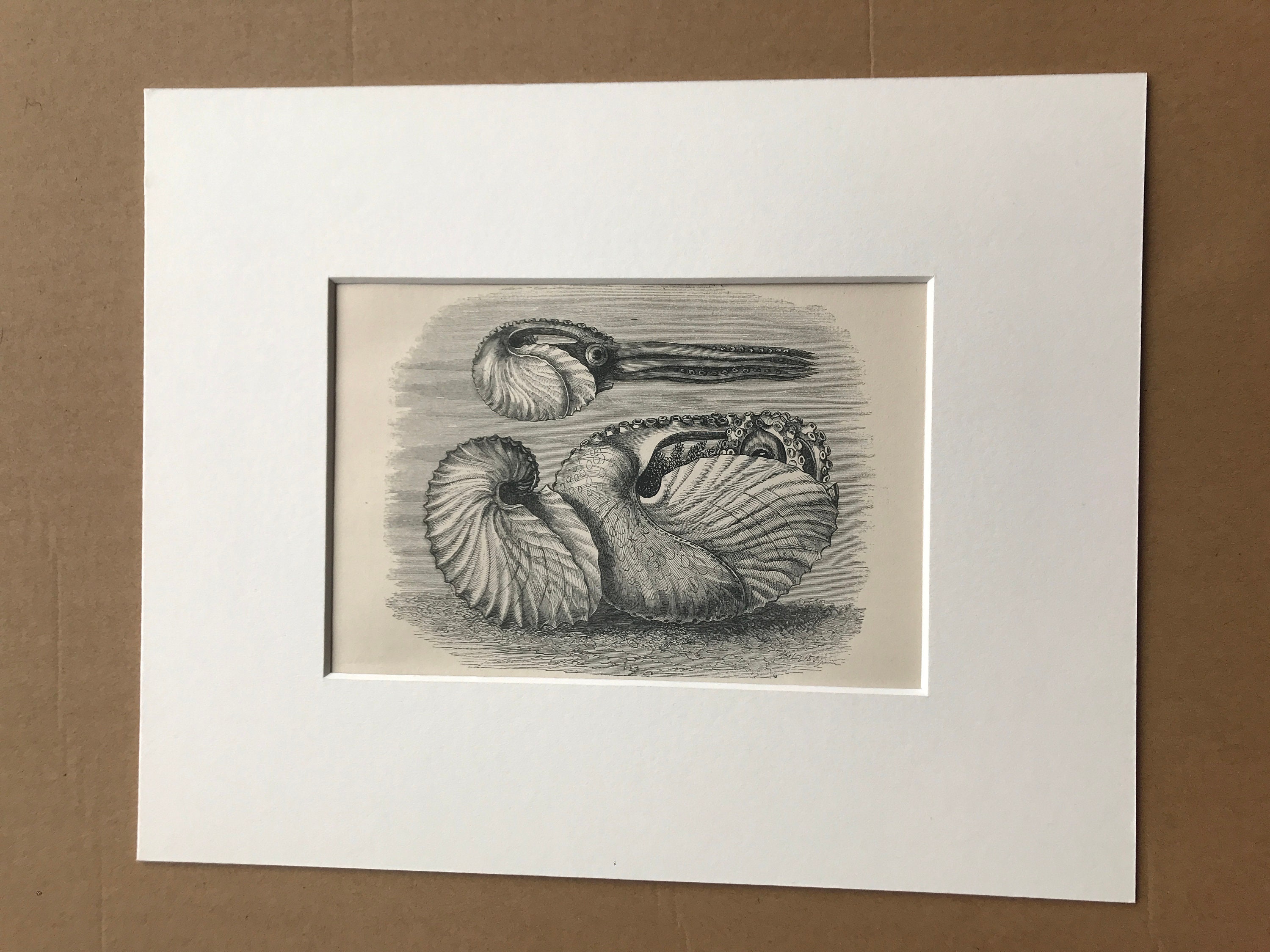 1863 Argonaut or Paper Nautilus Original Antique Print - Marine Decor ...