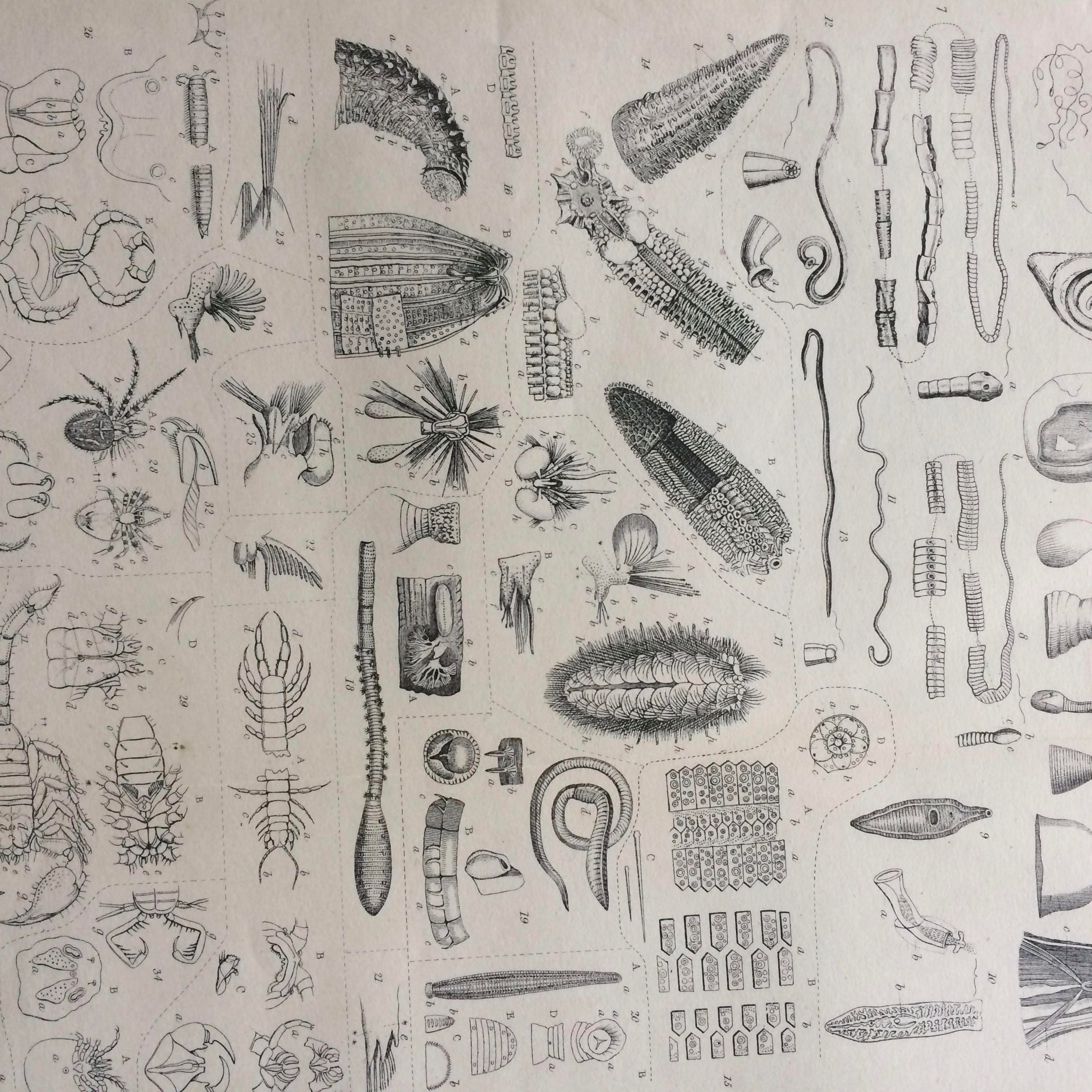 1880 Organs of Motion in Animals Original Antique Steel Engraving Print ...
