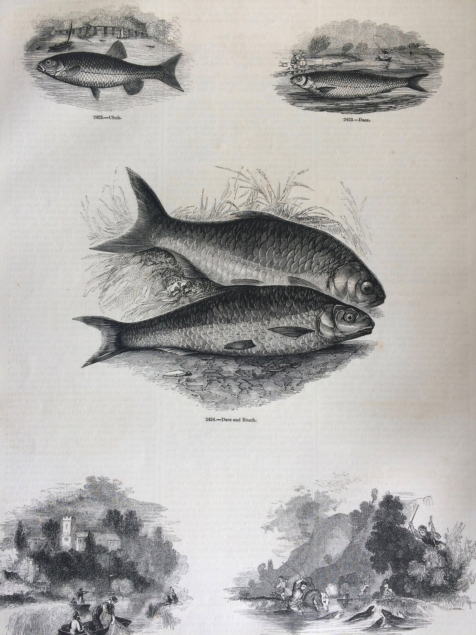 1856 Large Original Antique Fish Engraving - Chub, Dace, Roach, Netting ...
