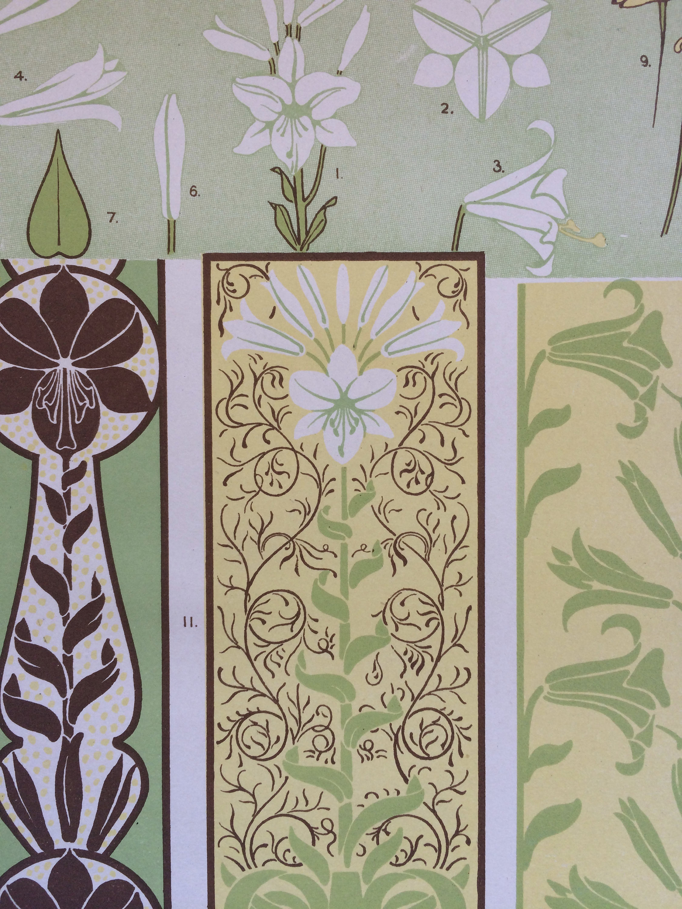 1903 Nature Forms in Design Original Antique Matted Lithograph - Wall ...