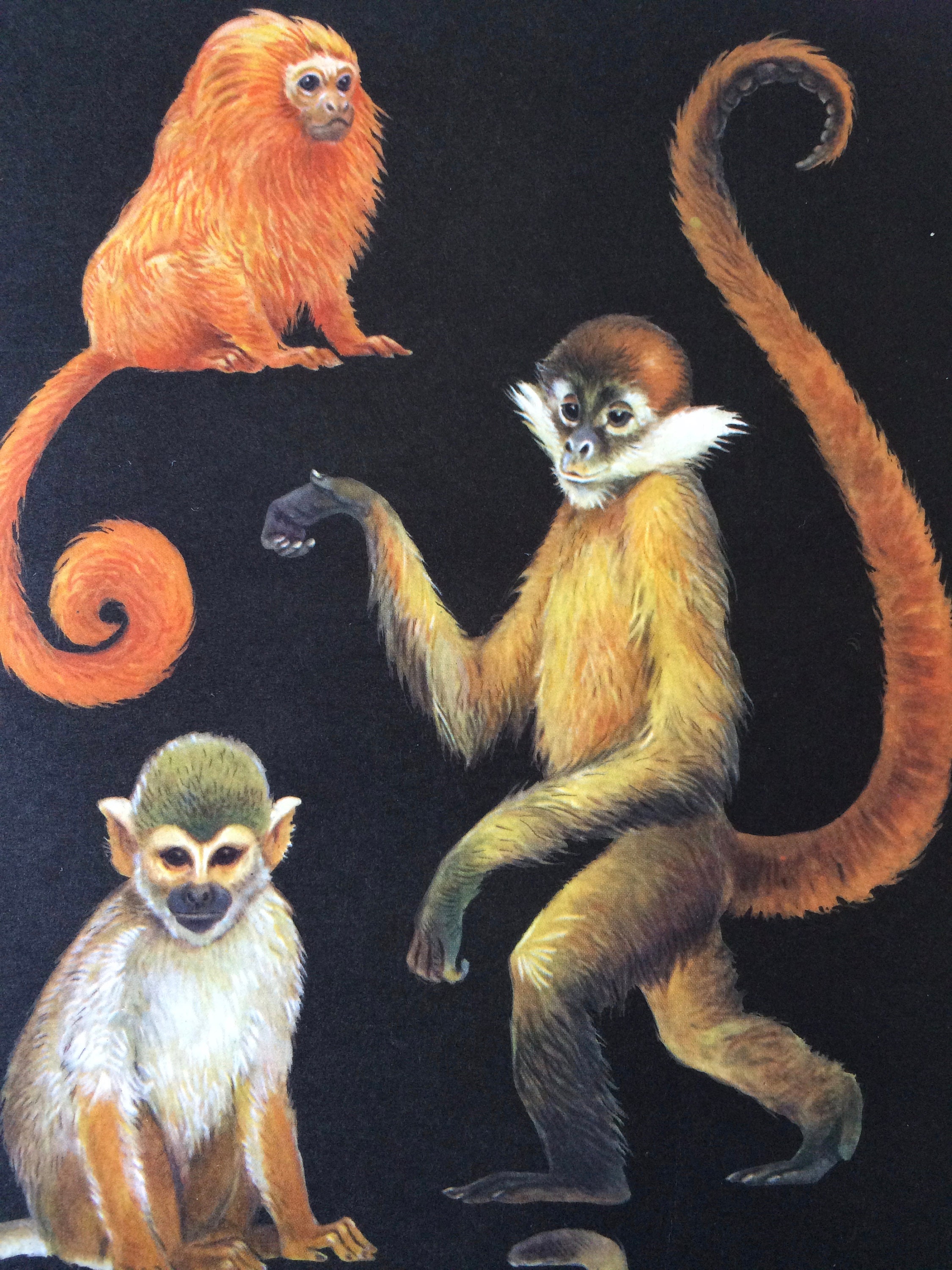 1968 Original Vintage Primate Print - Mounted and Matted - Golden Lion ...