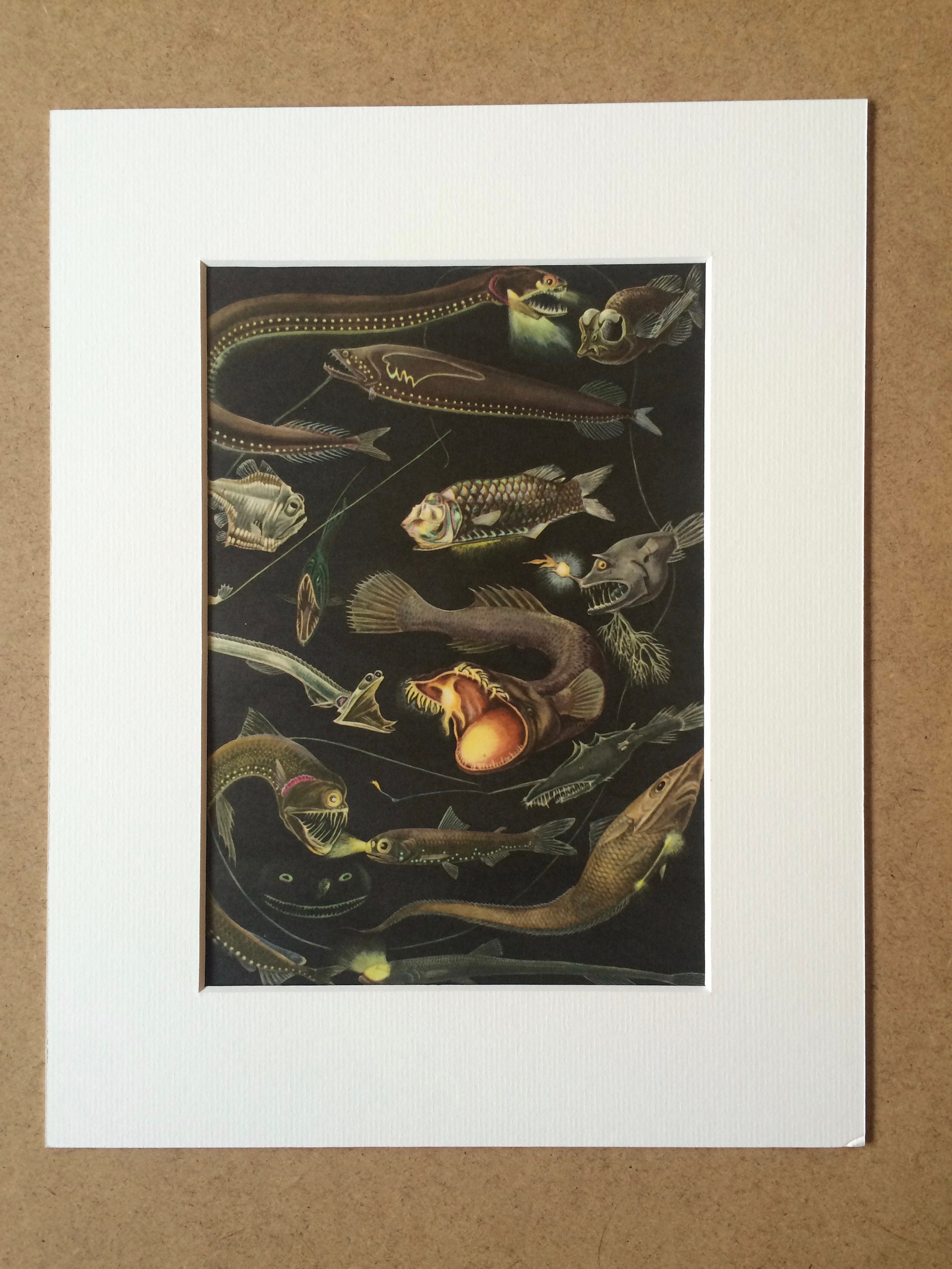 1968 Original Vintage Print - Mounted and Matted - Dragonfish ...